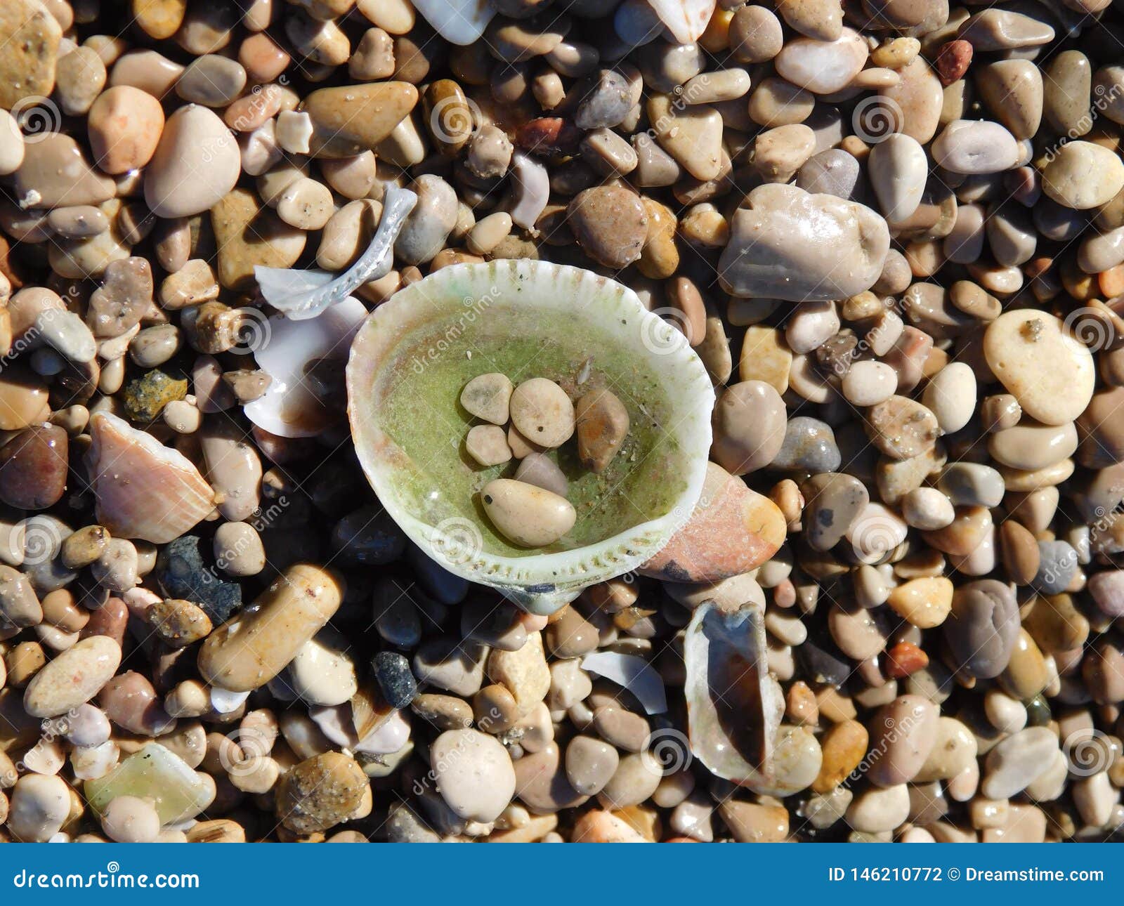 Shell on the little stones stock photo. Image of sand - 146210772