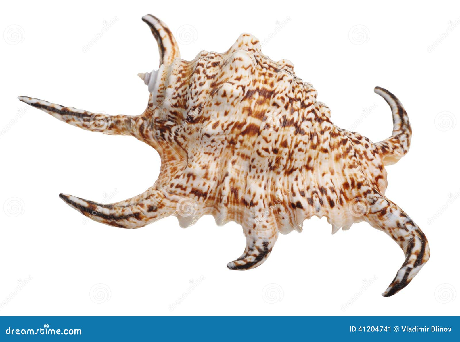 Shell stock image. Image of isolated, growths, shellfish - 41204741
