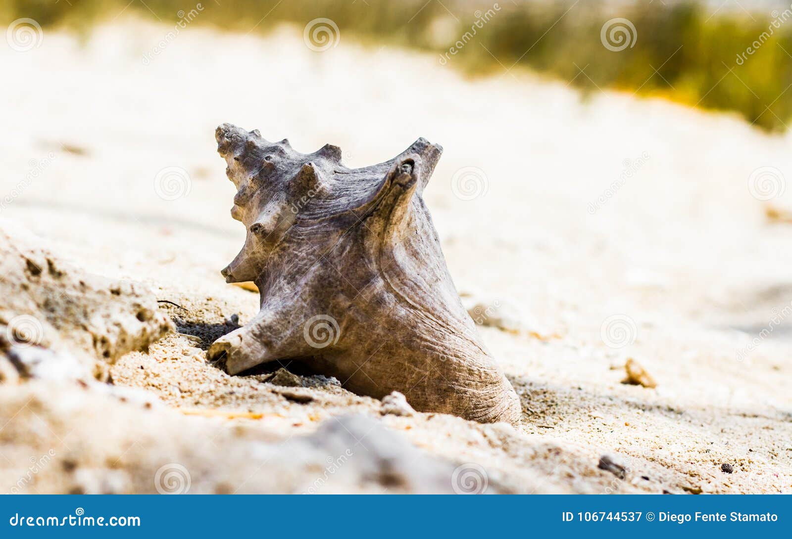 Shell Lost On The Beach. Stock Photo | CartoonDealer.com #106744537
