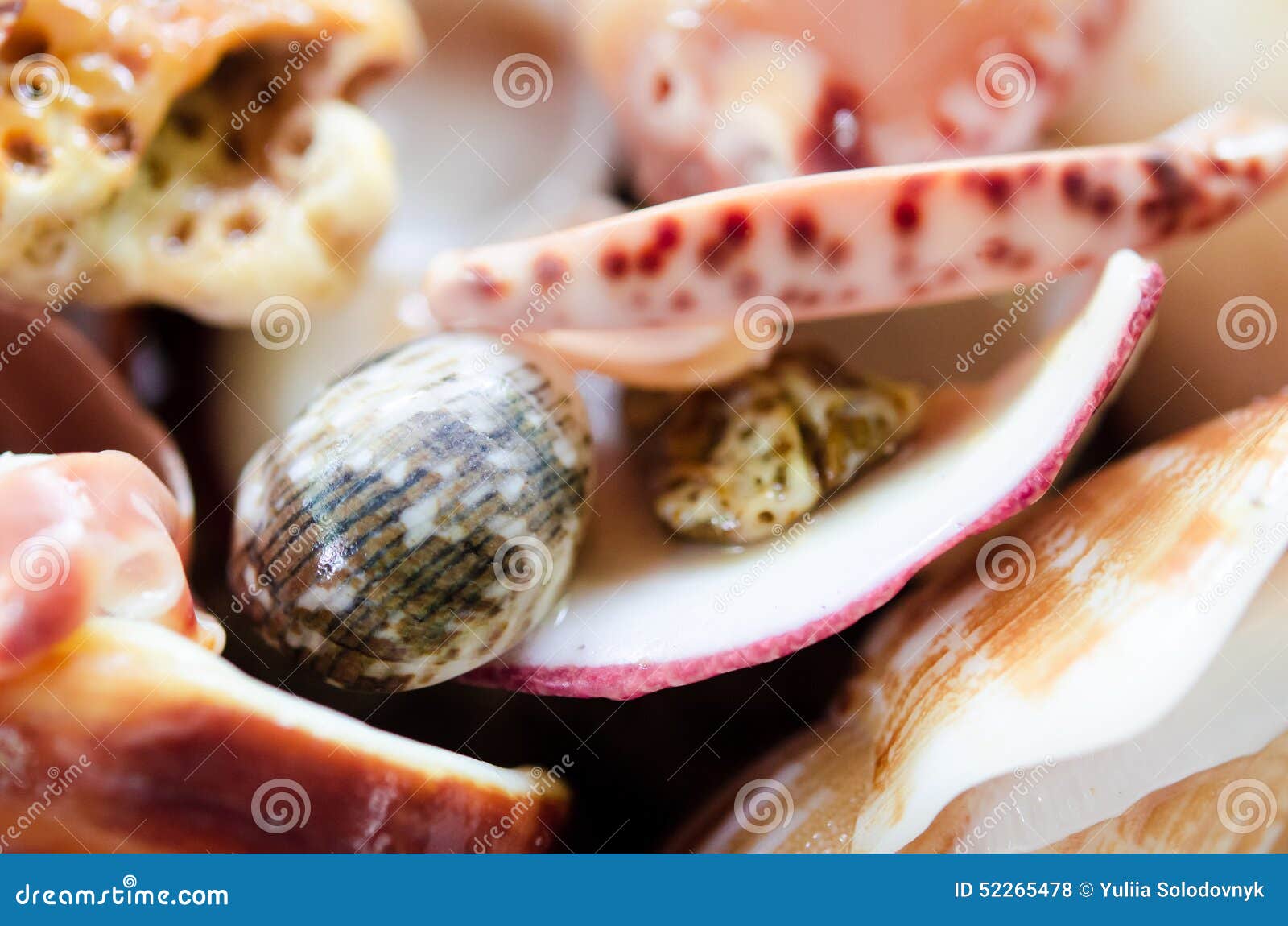 Shell stock photo. Image of collection, heat, conch, nature - 52265478
