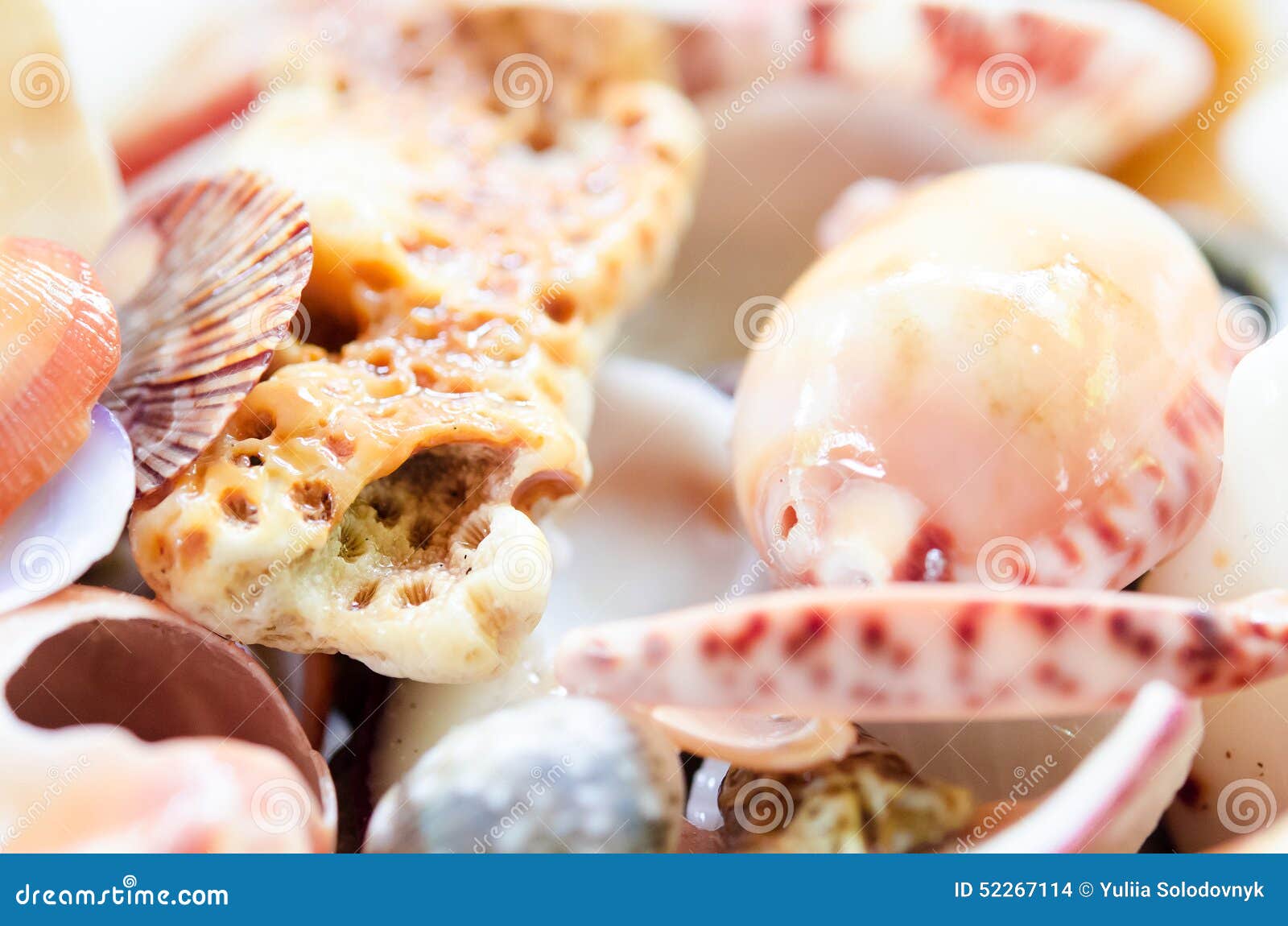 Shell stock photo. Image of color, large, background - 52267114