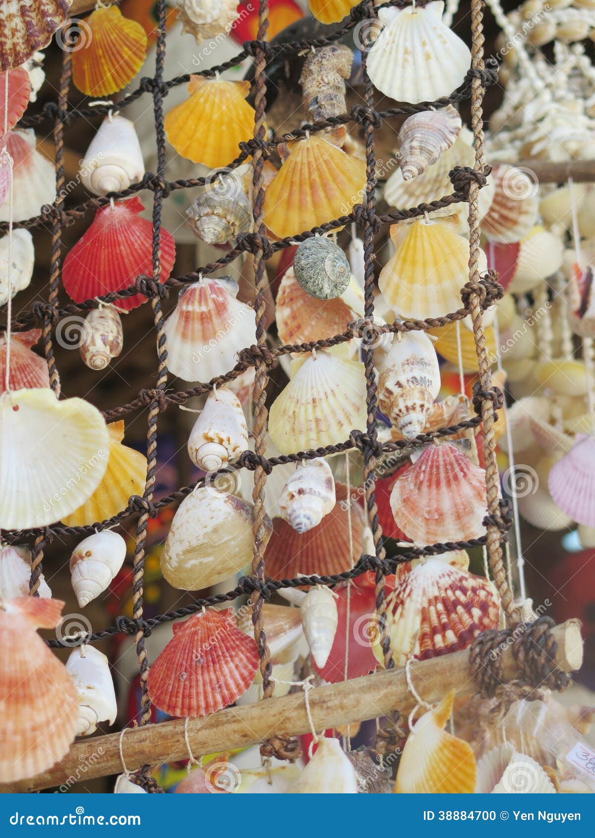 Shell stock photo. Image of ocean, ornament, gift, chain - 38884700