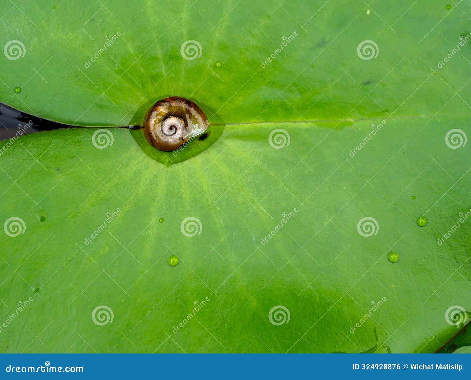 Shell is on the Lotus Leaf and Water Dropslets Stock Photo - Image of ...
