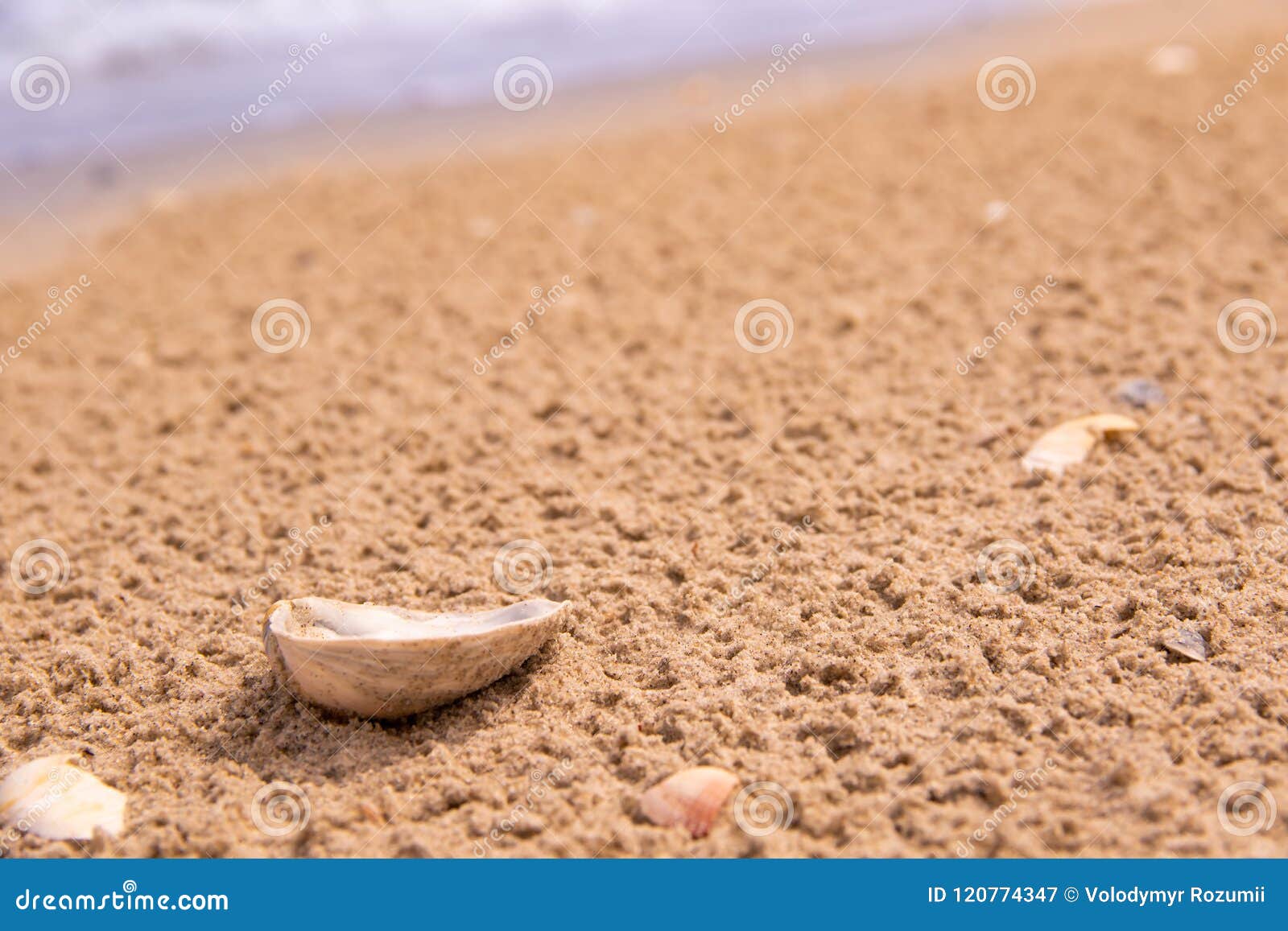 The Shell is Lying on the Coast after Rain Behind the Waves and the Sea ...