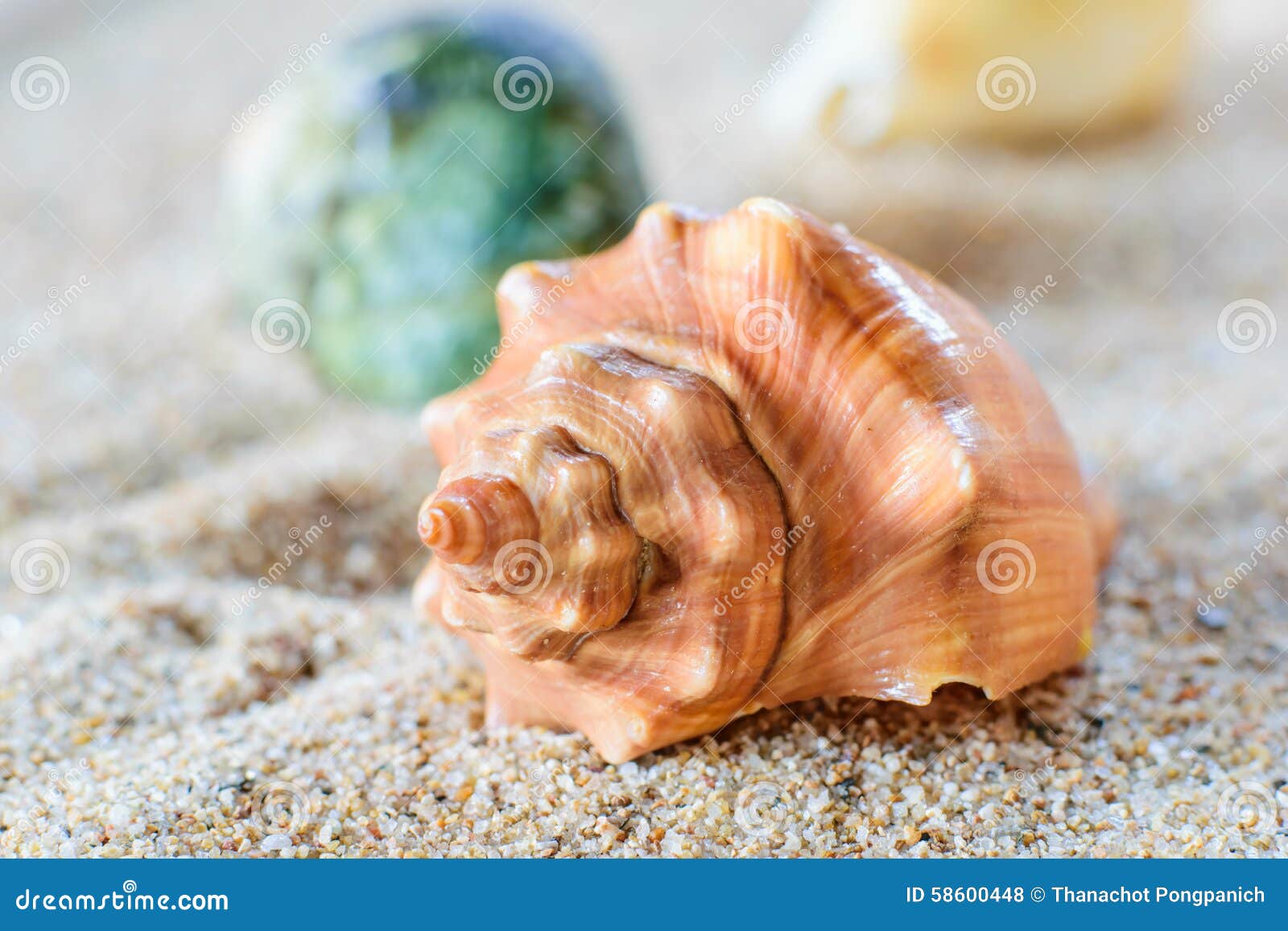 Shell lying in the sand stock photo. Image of beach, sand - 58600448
