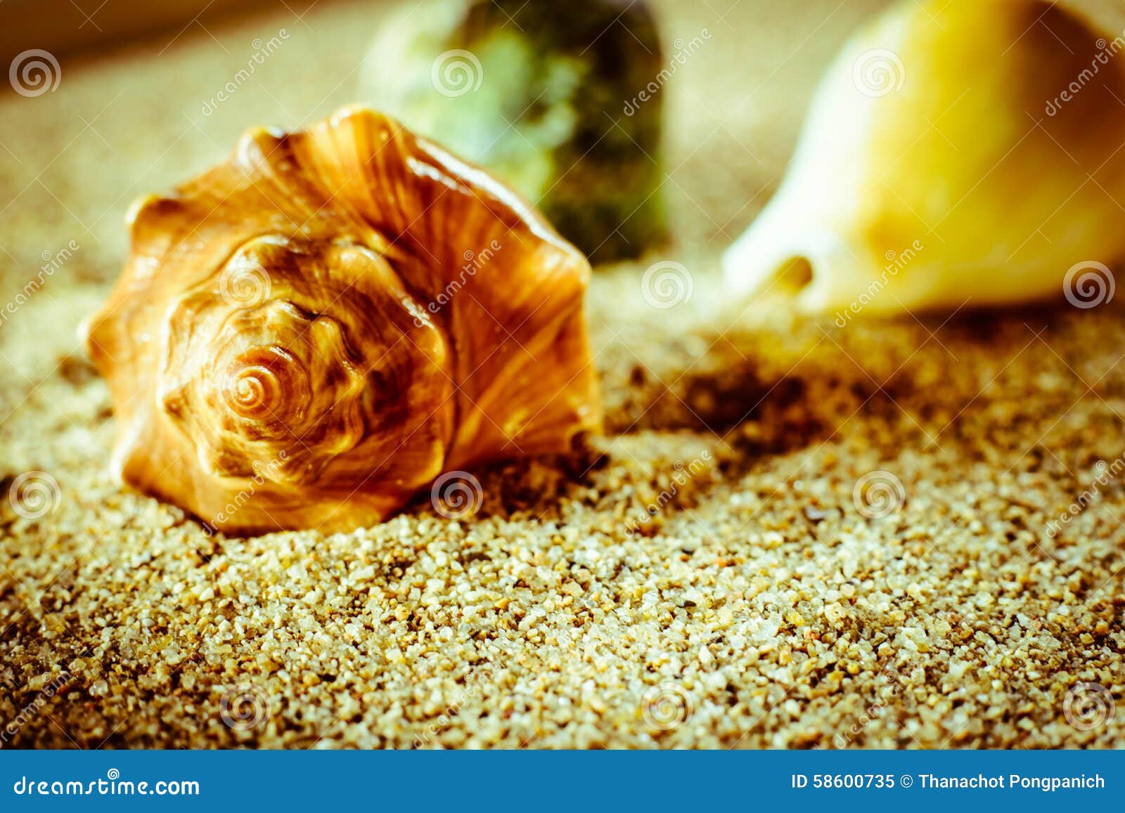 Shell lying in the sand stock image. Image of marine - 58600735