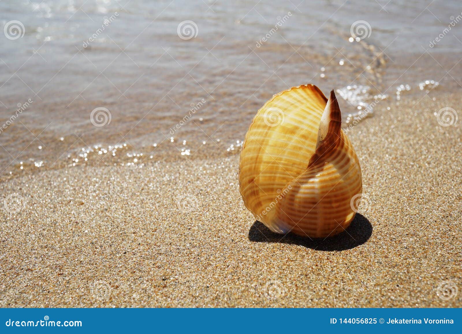 Shell Lying on the Sand by the Sea Stock Image - Image of bright, shell ...