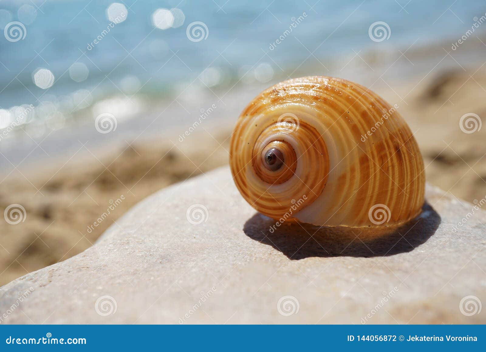 Shell Lying on the Sand by the Sea Stock Photo - Image of weather ...