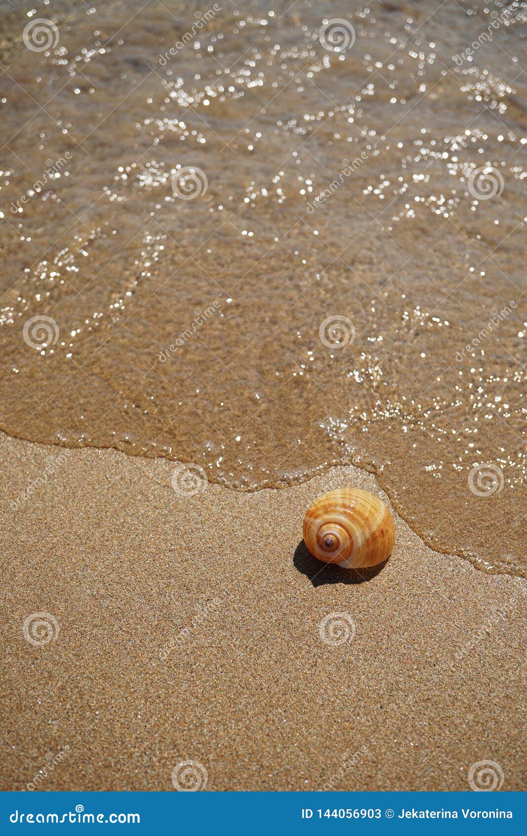 Shell Lying on the Sand by the Sea Stock Image - Image of memories ...