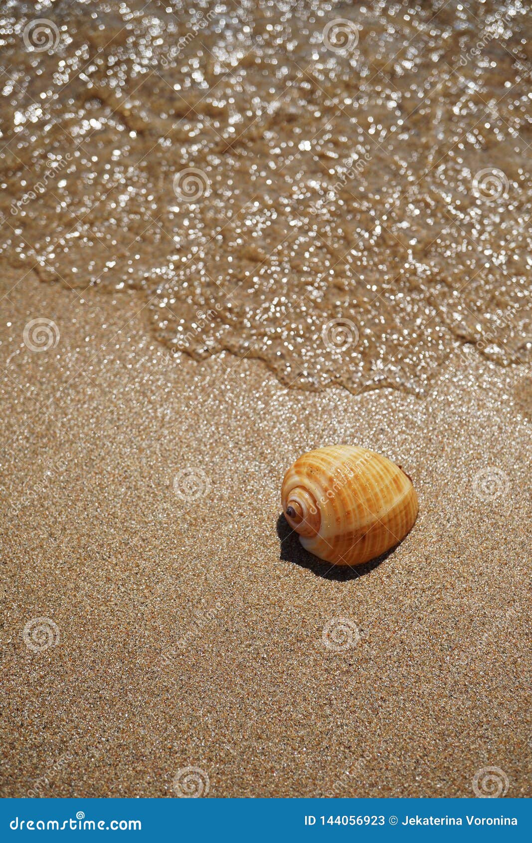 Shell Lying on the Sand by the Sea Stock Image - Image of waves, water ...