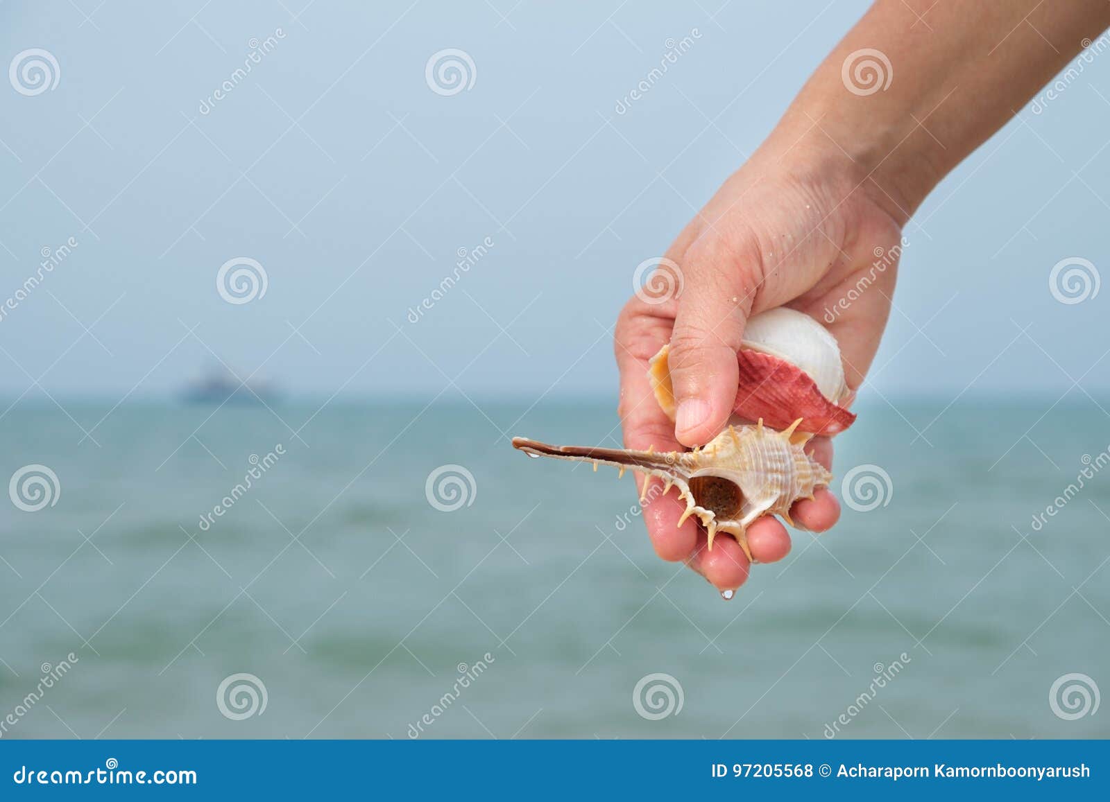 Shell stock photo. Image of fingers, colorful, mollusk - 97205568
