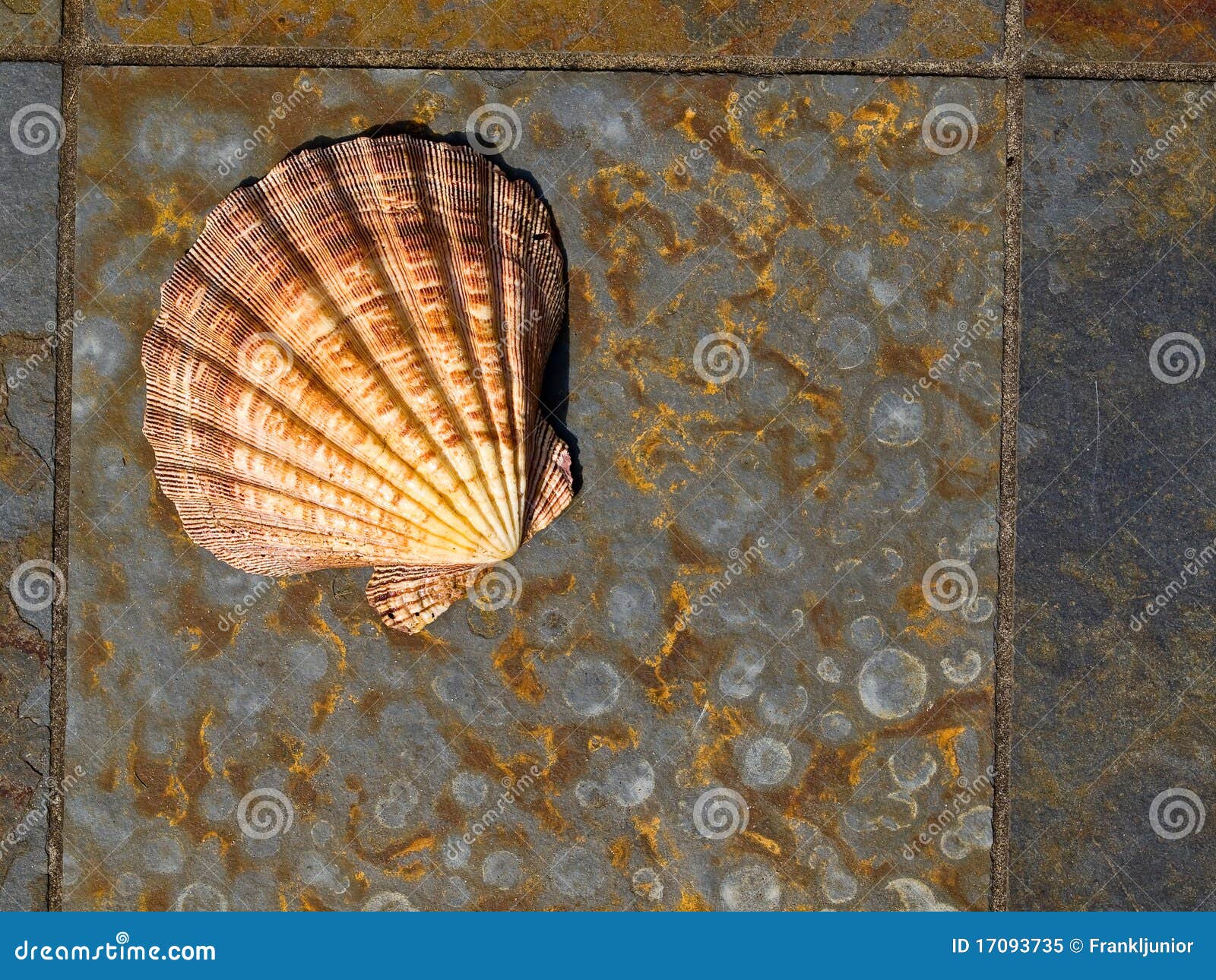 Shell on Marble stock image. Image of pattern, beauty - 17093735