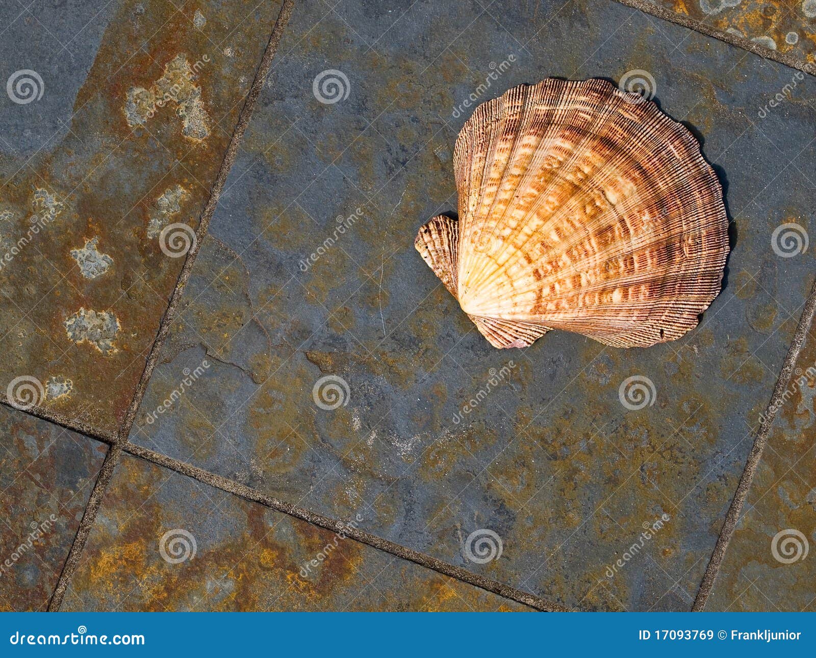 Shell on Marble stock image. Image of colorful, brown - 17093769