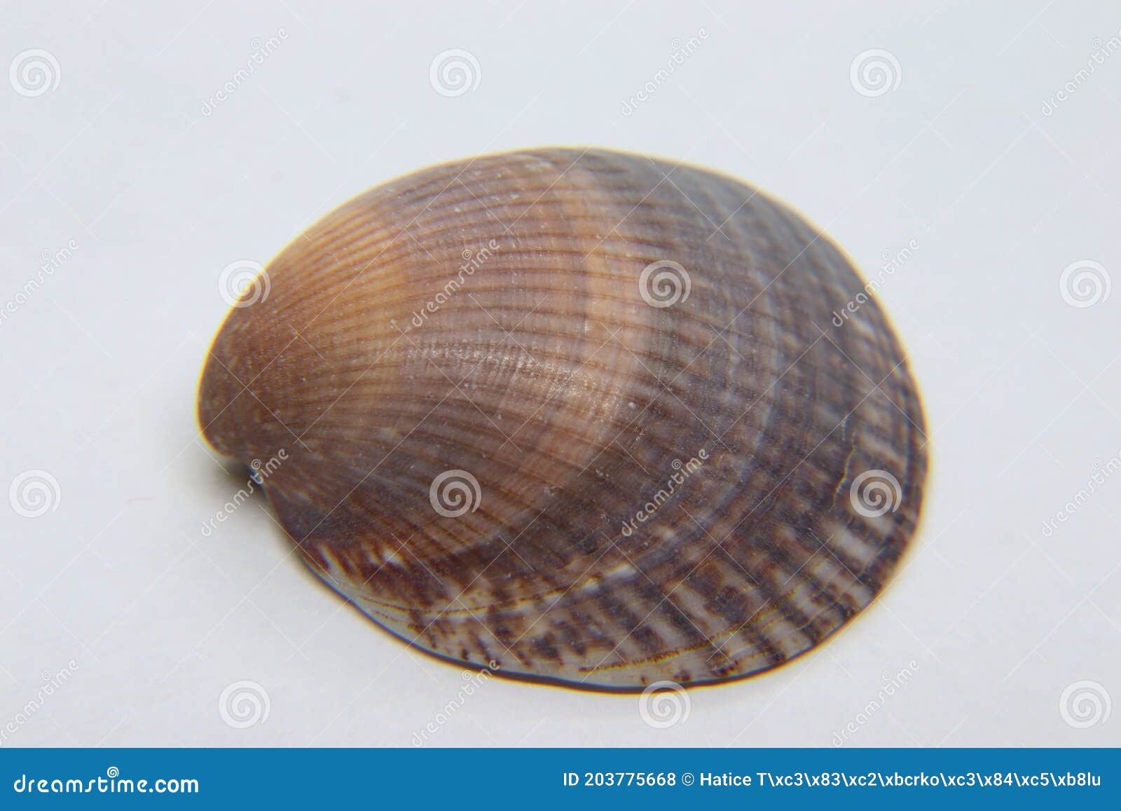 Shell of a Marine Animal Conch Isolated on White and Blue Colors Stock ...