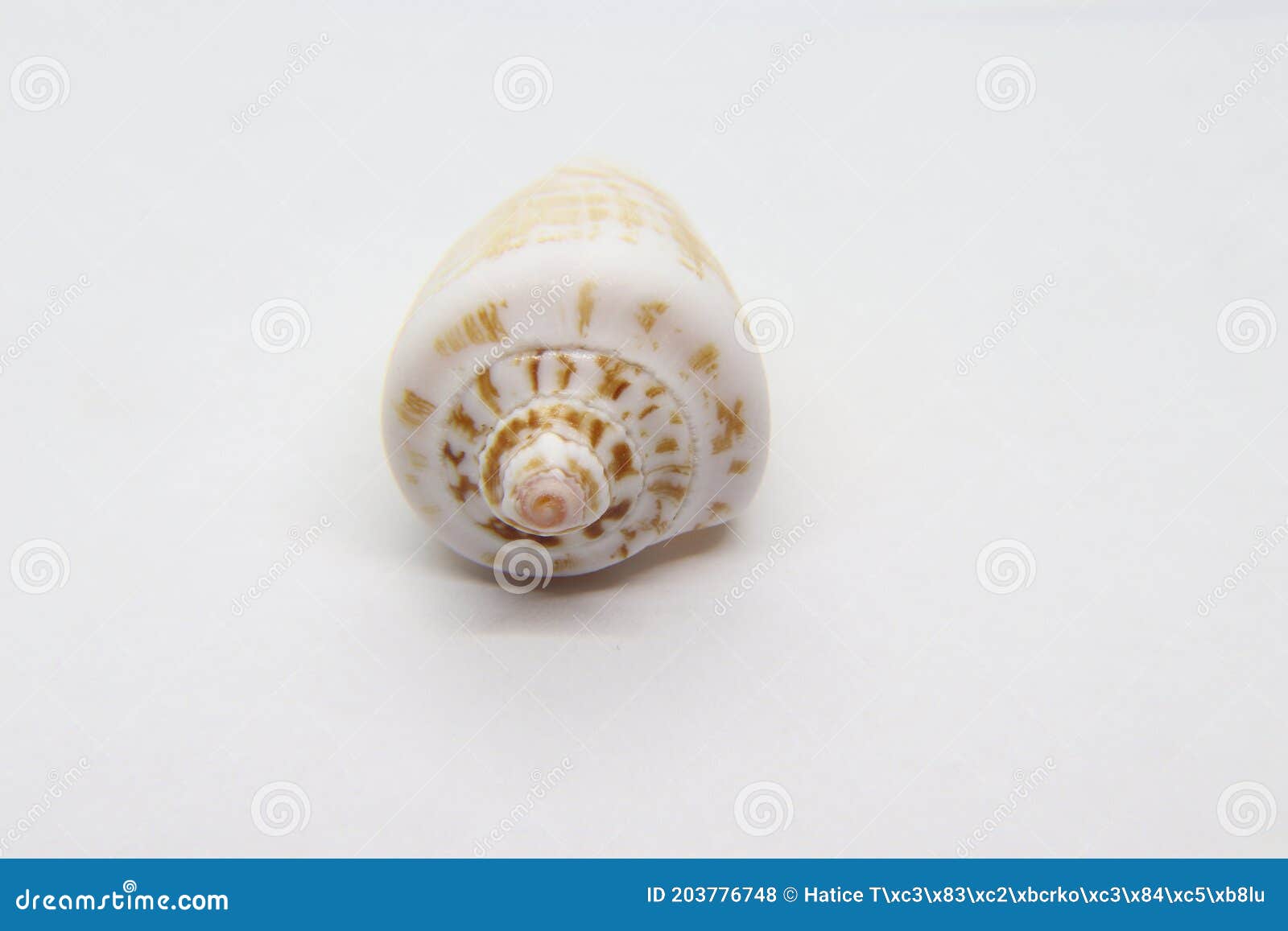 Shell of a Marine Animal Conch Isolated on White and Blue Colors Stock ...
