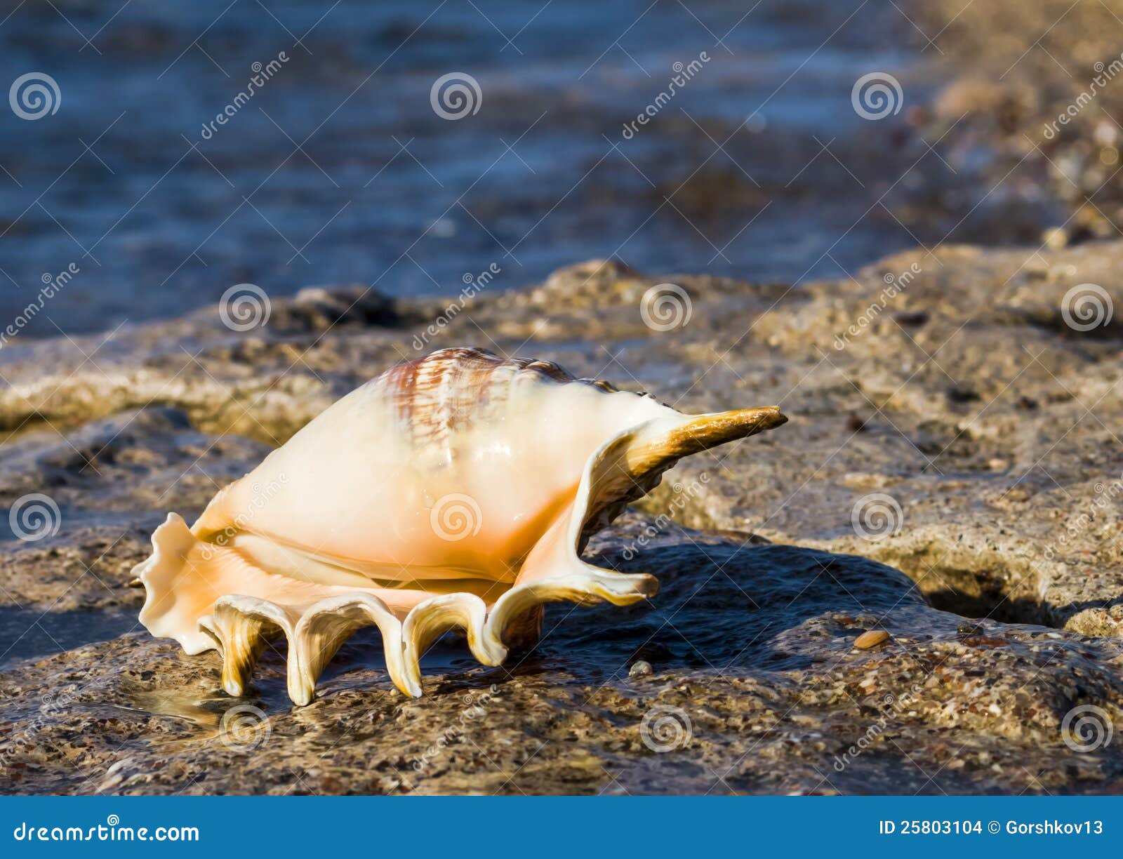 Shell on marine beach stock photo. Image of marine, beach - 25803104