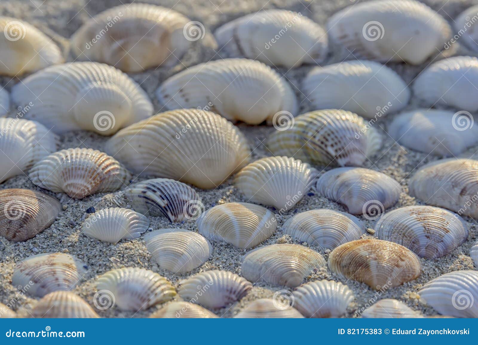 Shell marine clams stock image. Image of group, necked - 82175383