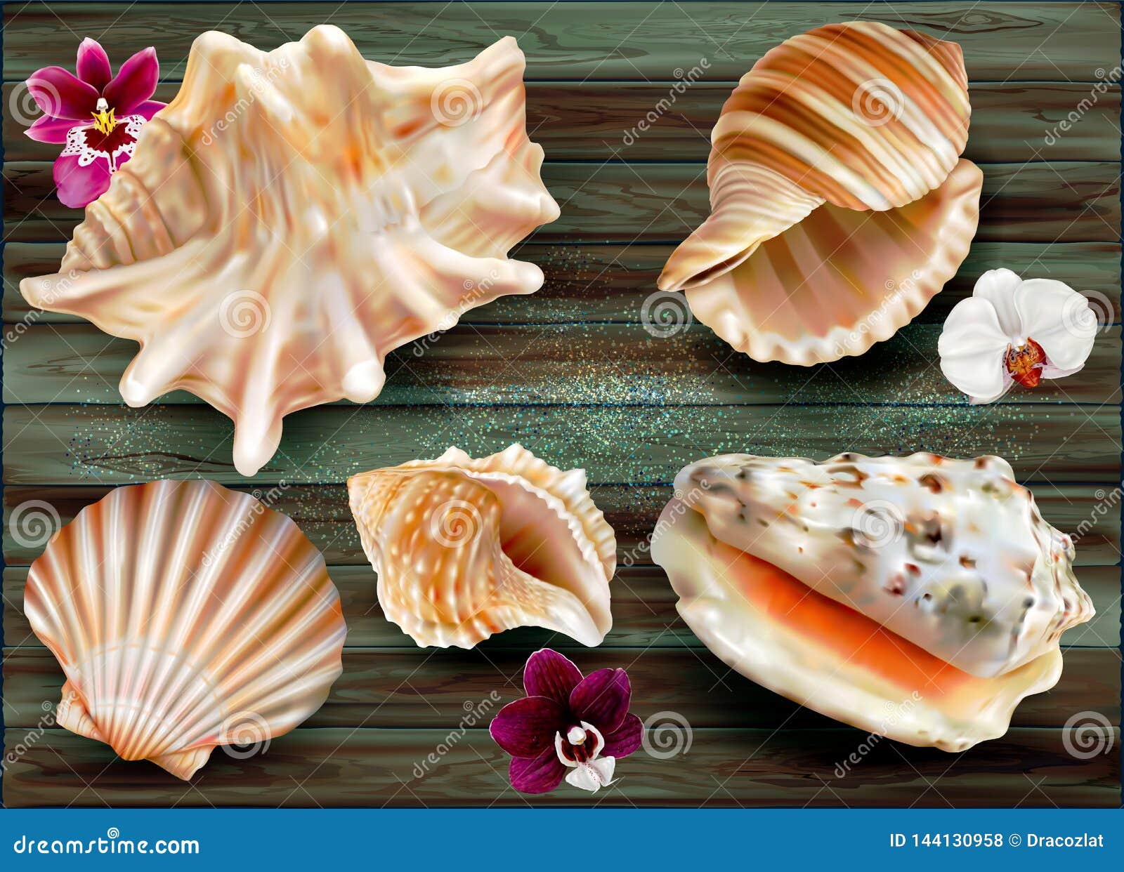 Shell Marine Mollusk on a Dark Background Stock Vector - Illustration ...