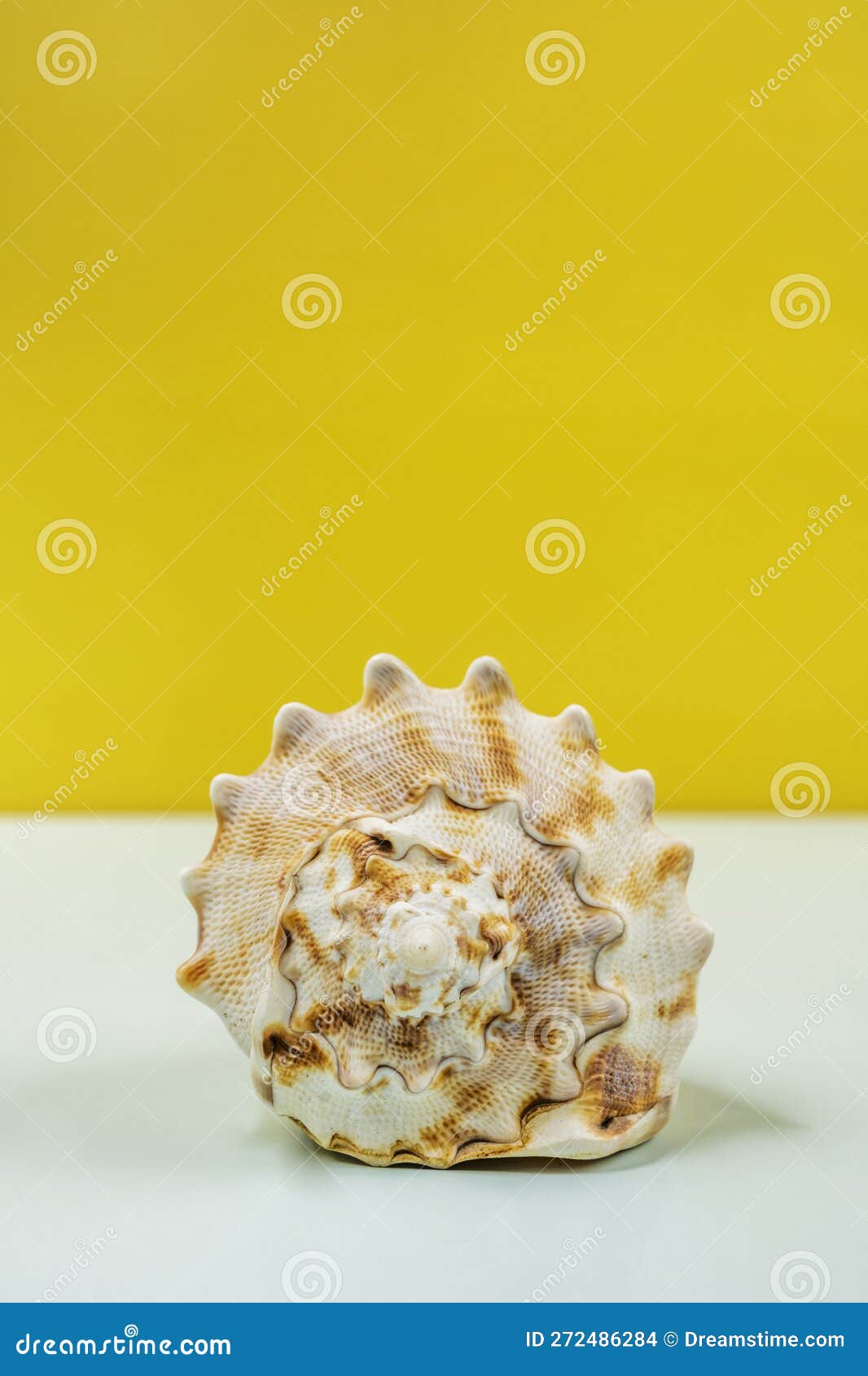 The Shell of Marine Snails is Called a Conch, Especially those of ...