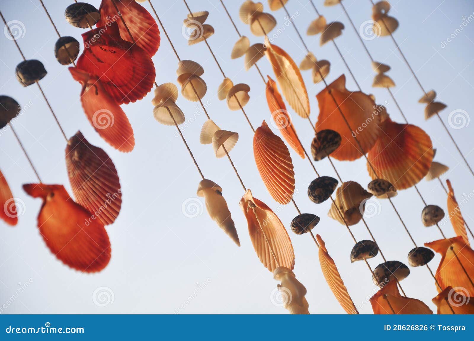Shell mobile stock photo. Image of nature, hang, beautiful - 20626826