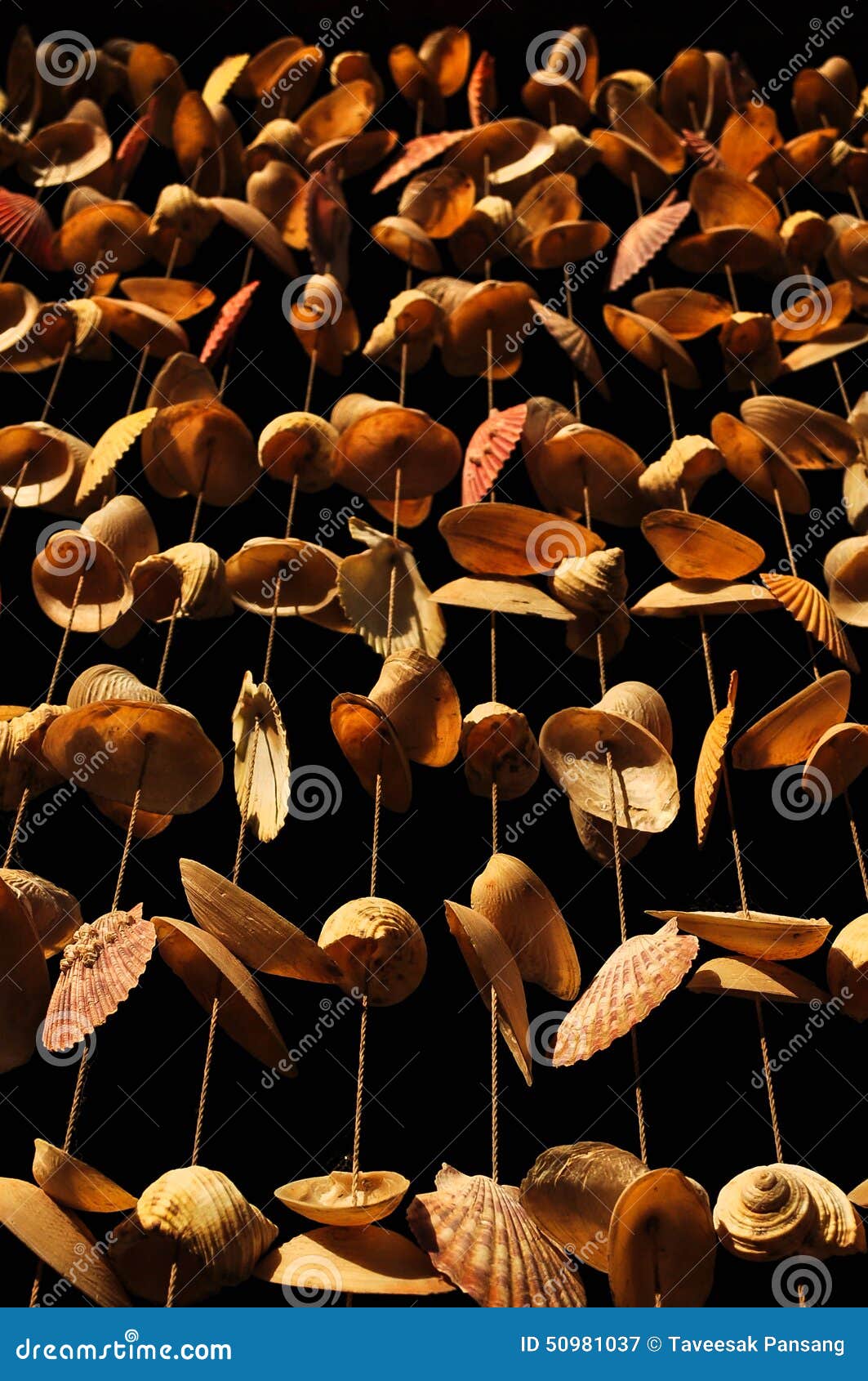 Shell mobile stock image. Image of finishing, beauty - 50981037