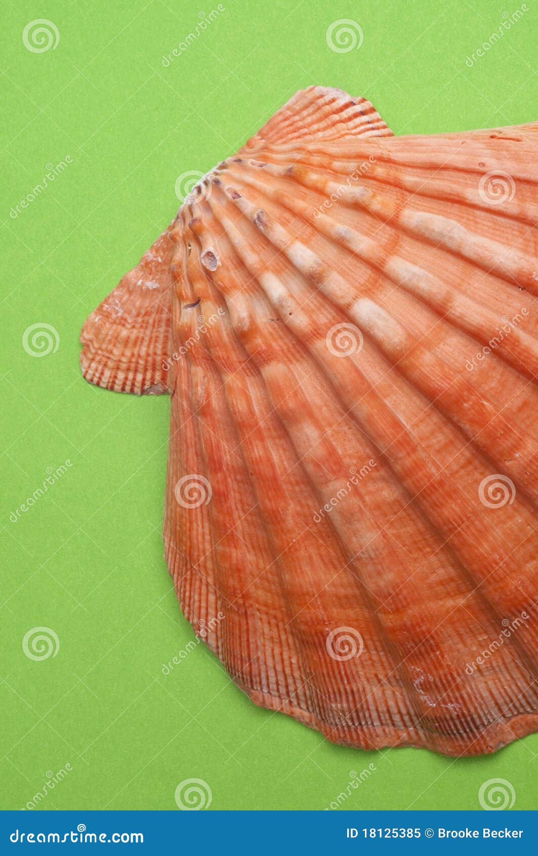 Shell on Modern Vibrant Green Stock Image - Image of decoration, ocean ...