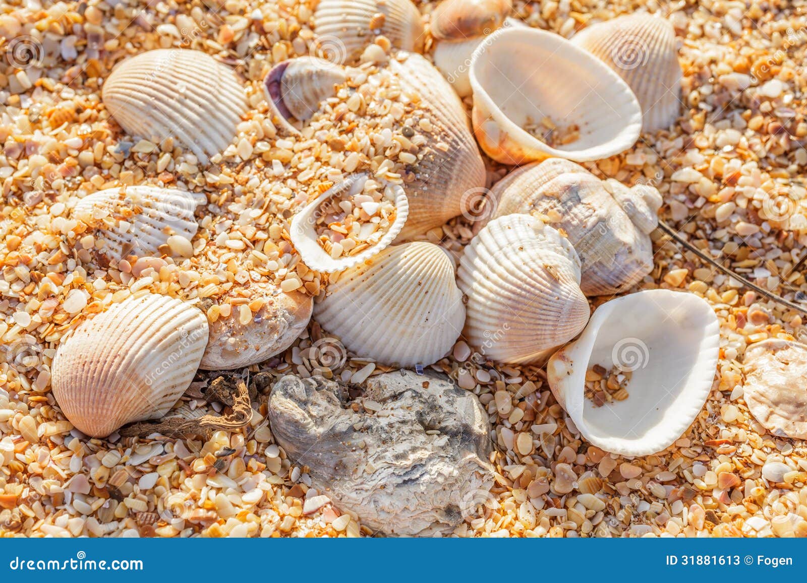 Shell Molluscs on the Beach Stock Image - Image of conch, mollusk: 31881613