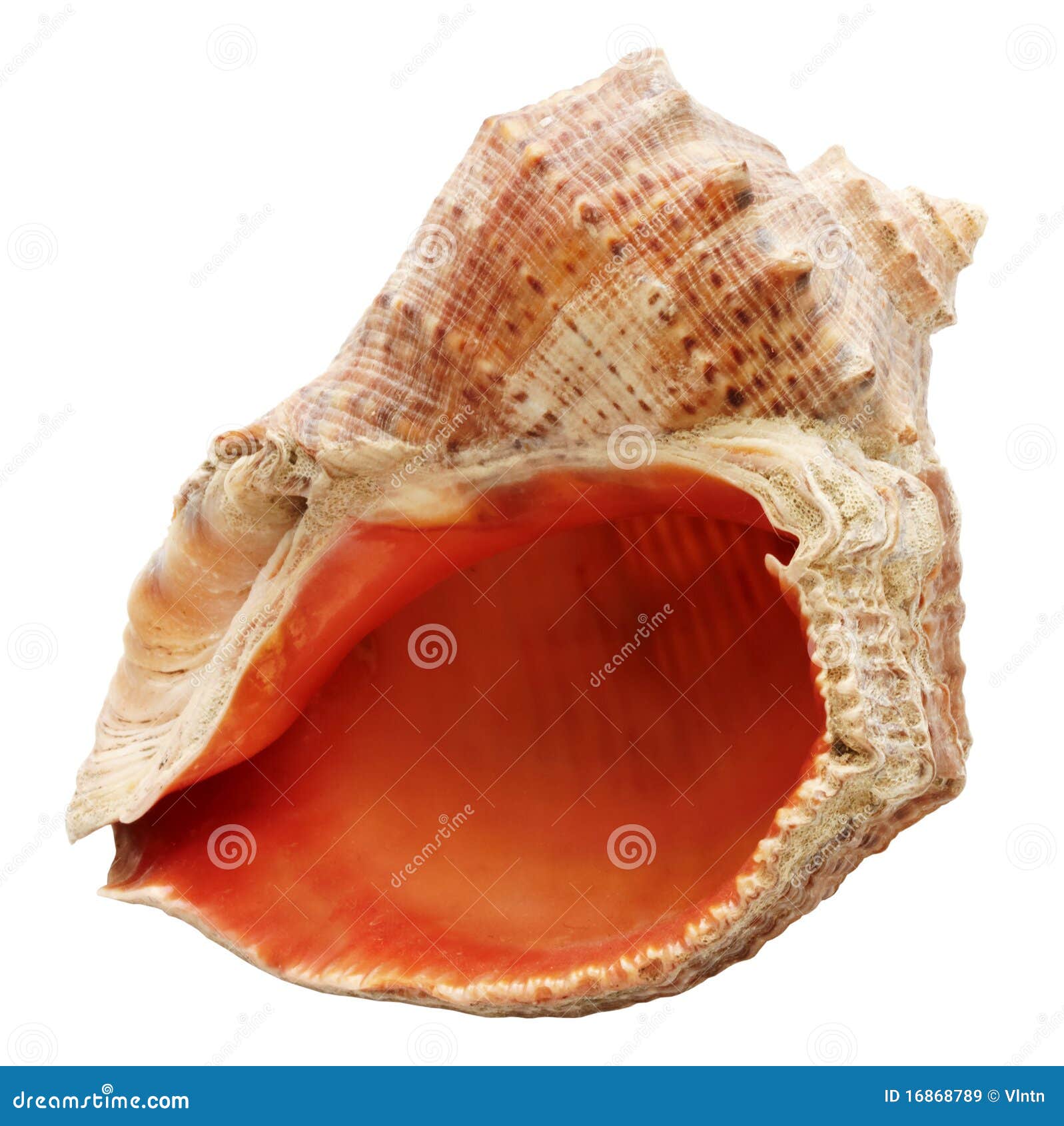 Shell mollusks stock image. Image of mollusk, objects - 16868789