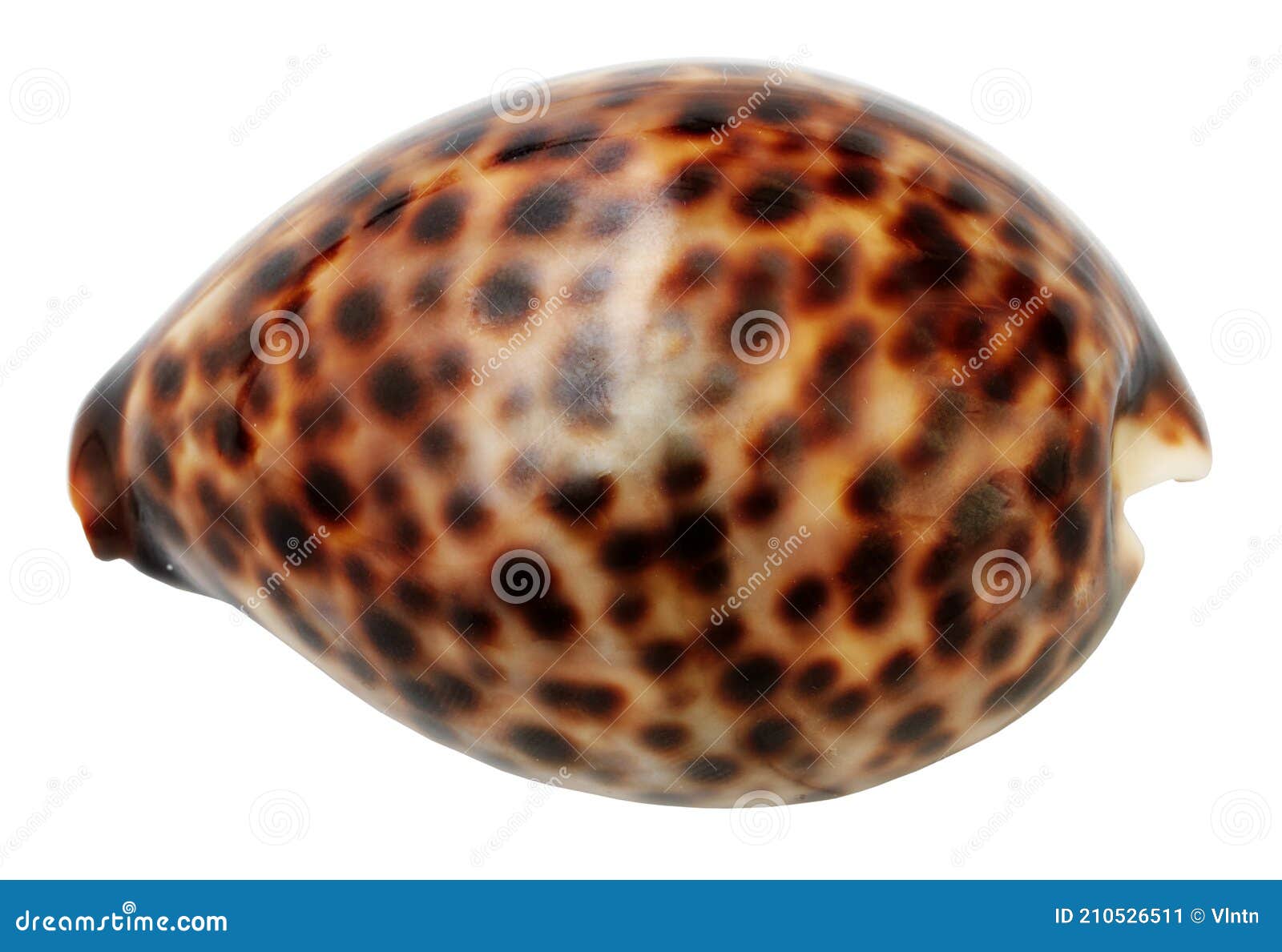 Shell mollusks stock image. Image of objects, isolated - 210526511