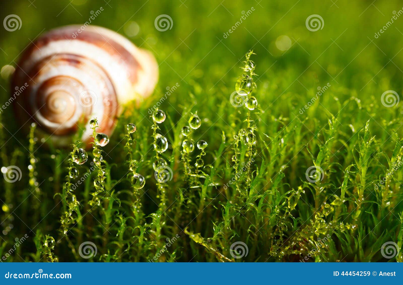 Shell in moss stock image. Image of dewdrop, bryophyte - 44454259