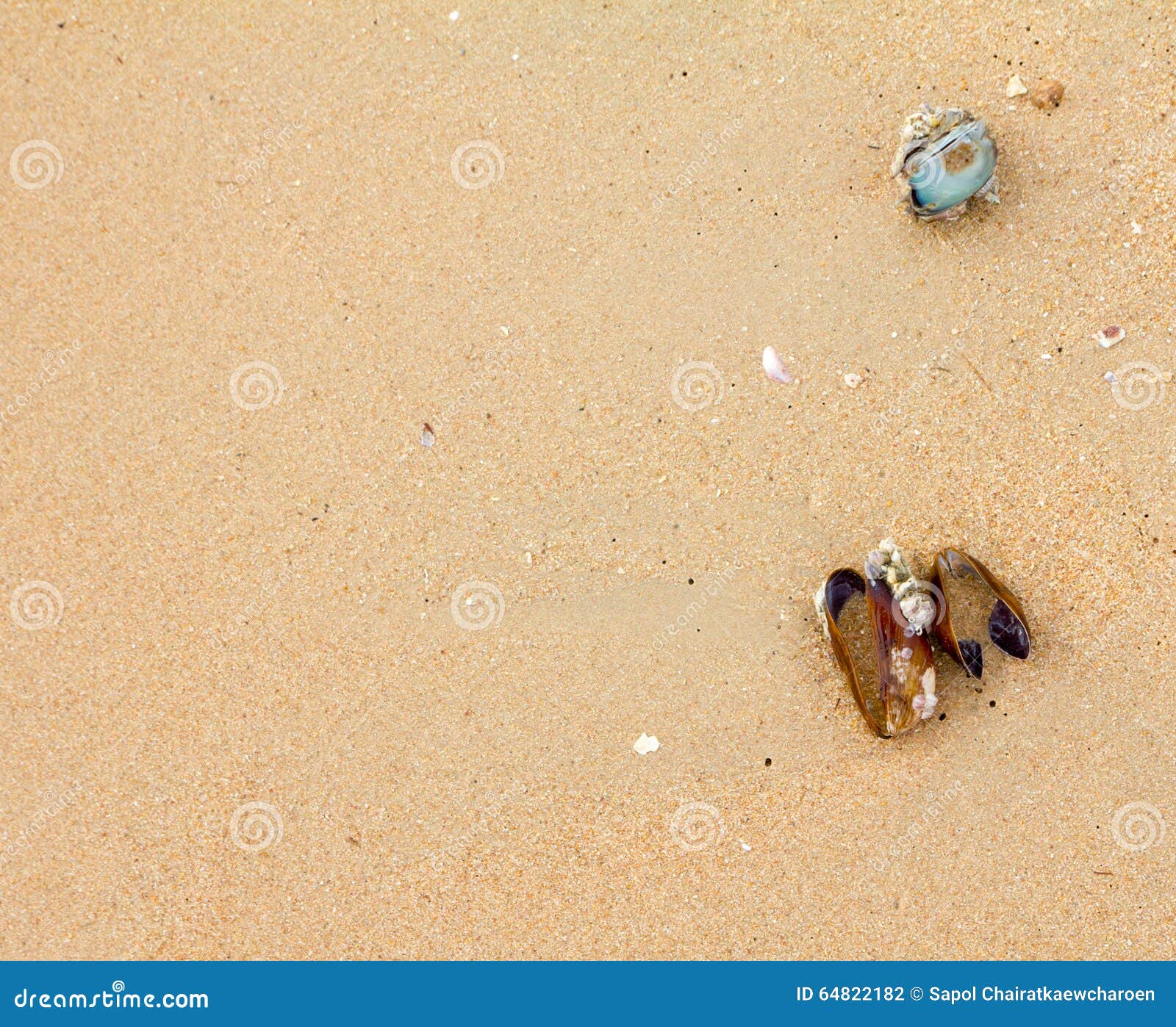 Shell-mossel op het strand stock foto. Image of blauw - 64822182