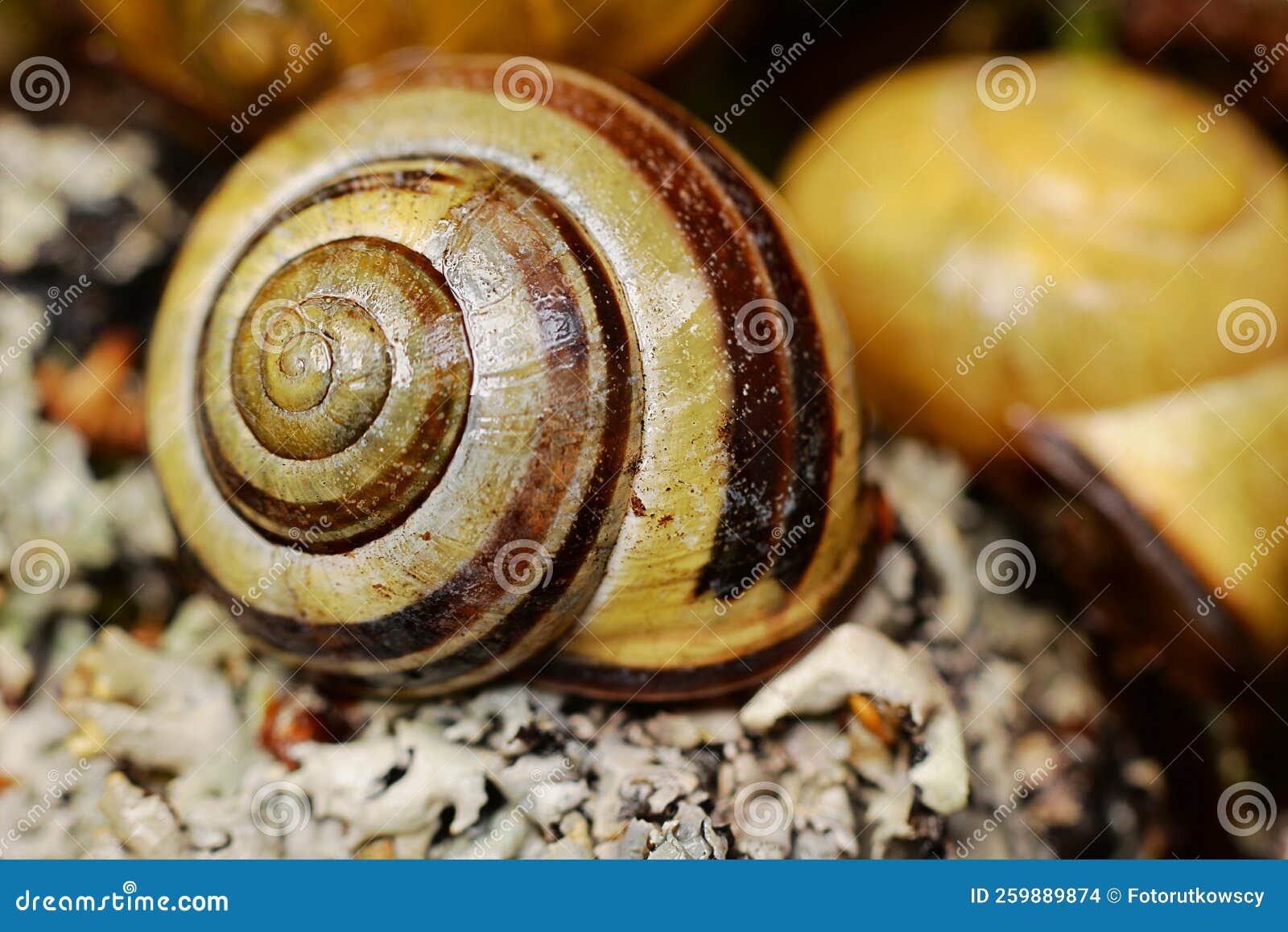 Moss on a Background of Seashells on a Macro Scale Stock Photo - Image ...