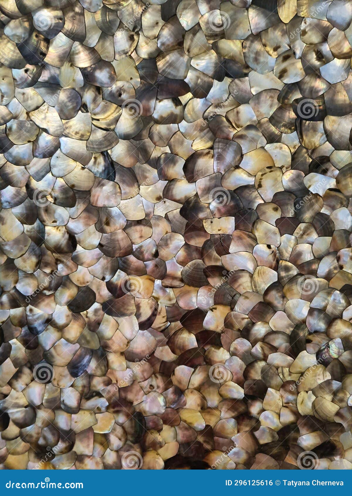 Shell, Mother of Pearl, Rock, Beach, Pebble, Stones, Pebbles Stock ...