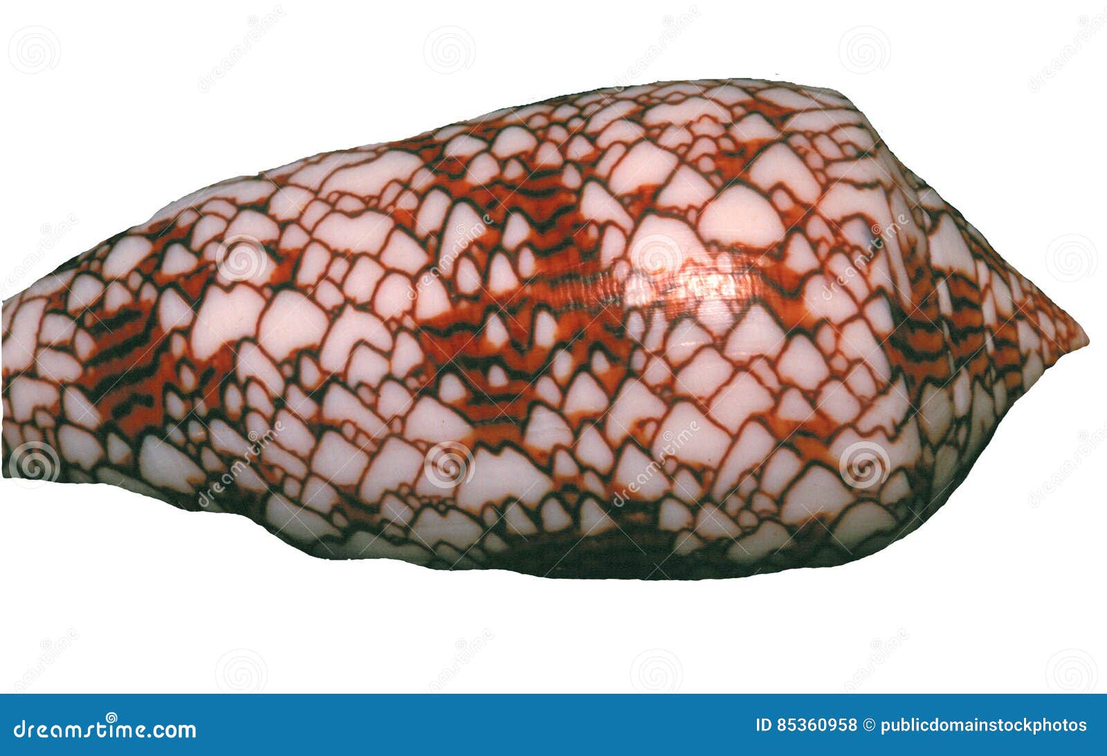 Shell With "mountain Range Landscape" Picture. Image: 85360958