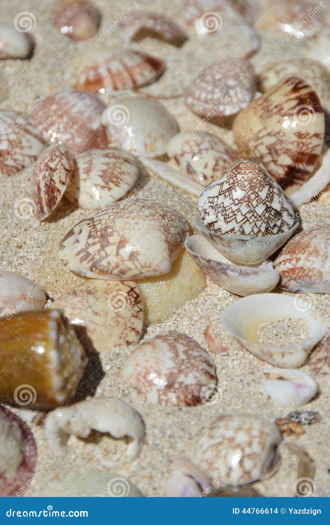 Shell 10 stock photo. Image of poster, beach, wallpaper - 44766614