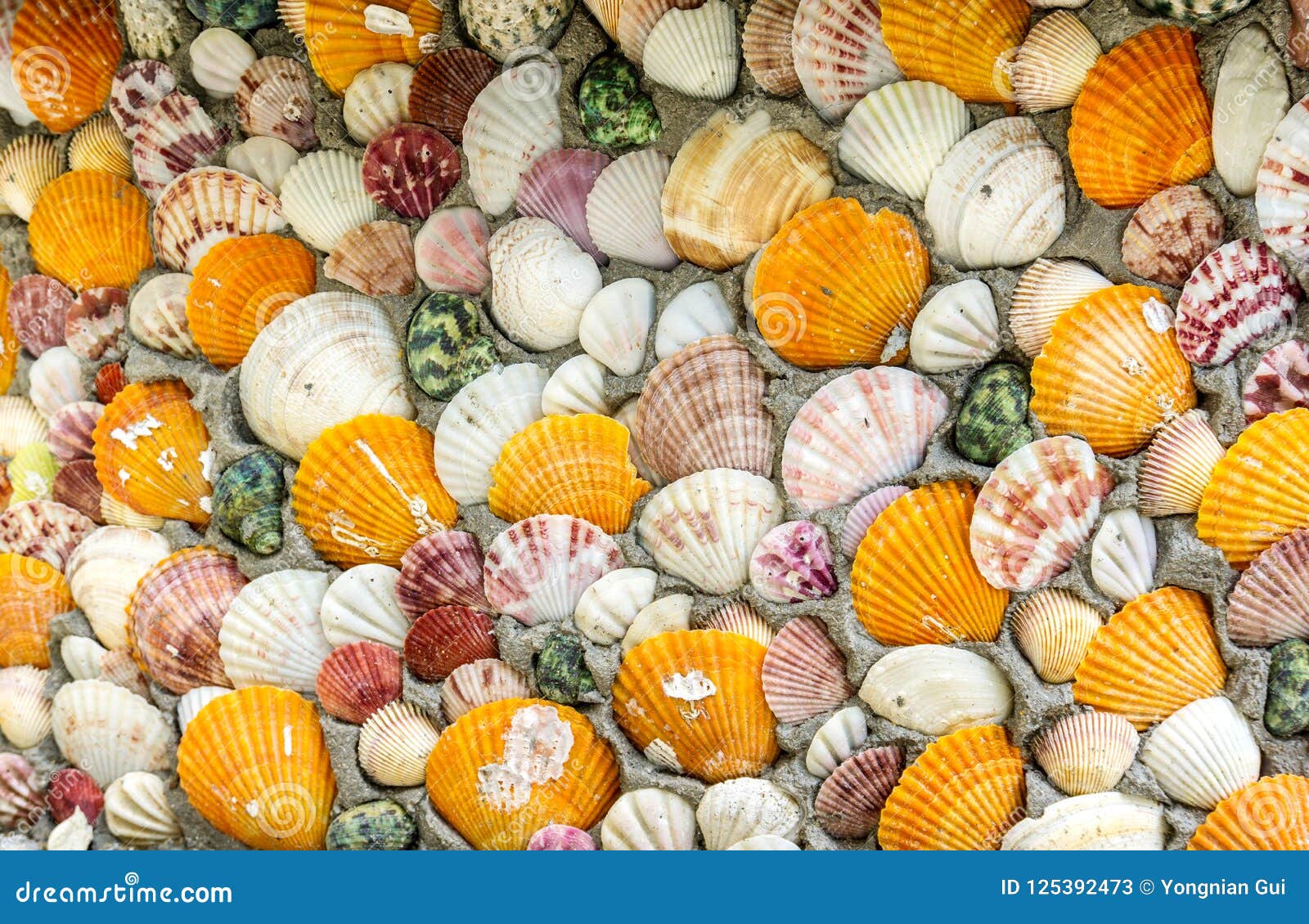 Shell Mura, Textura Do Fundo Imagem de Stock - Imagem de bonito ...