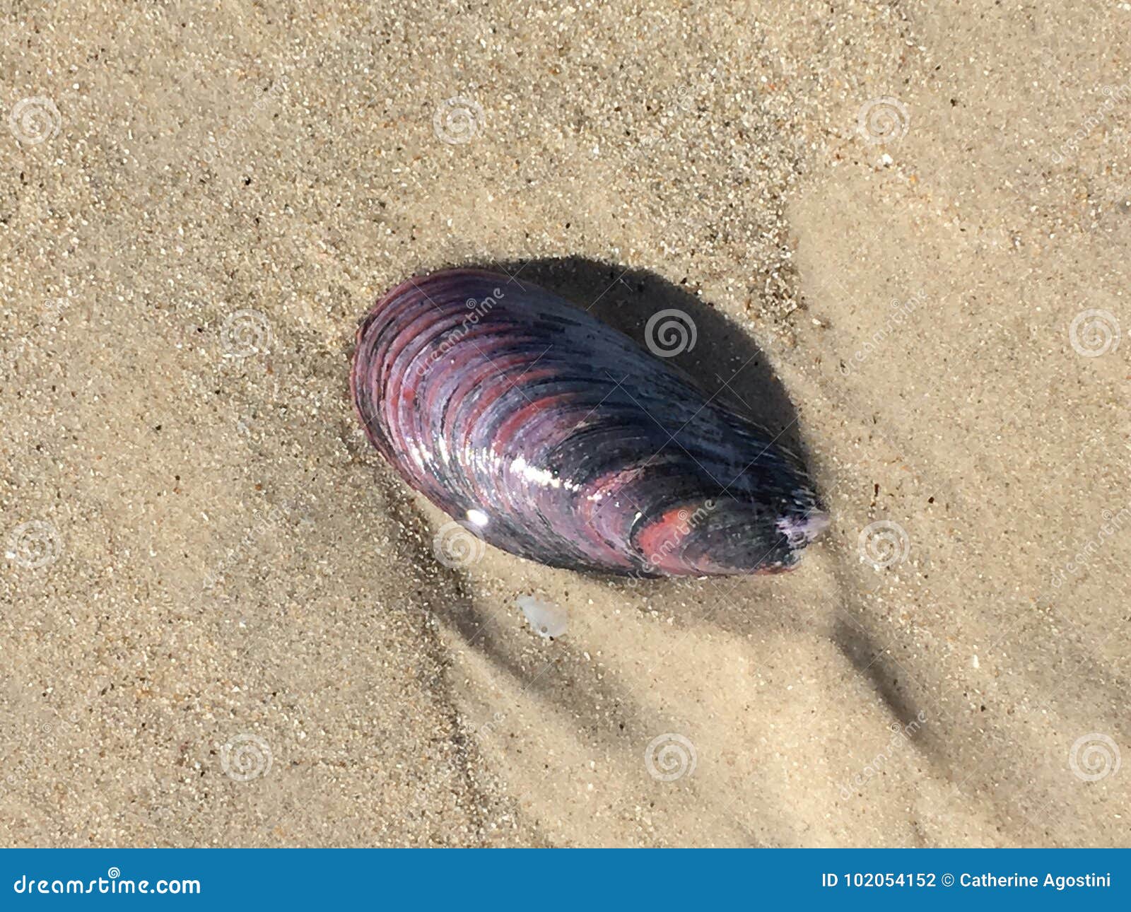 Shell stock photo. Image of pink, beach, shell, mussel - 102054152