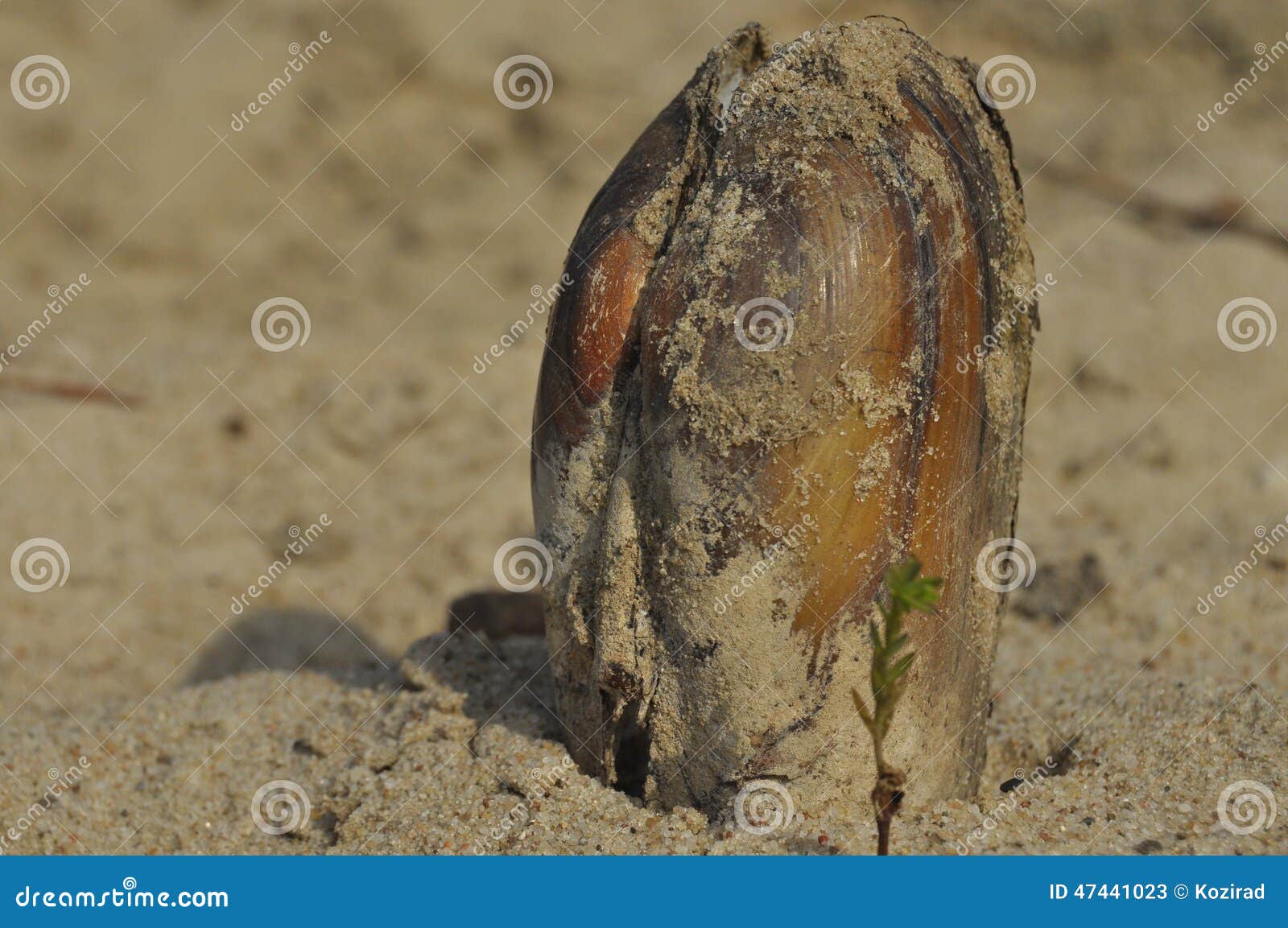 Shell the Mussels at the Beach. Sandy Bank of the Vistula Stock Image ...