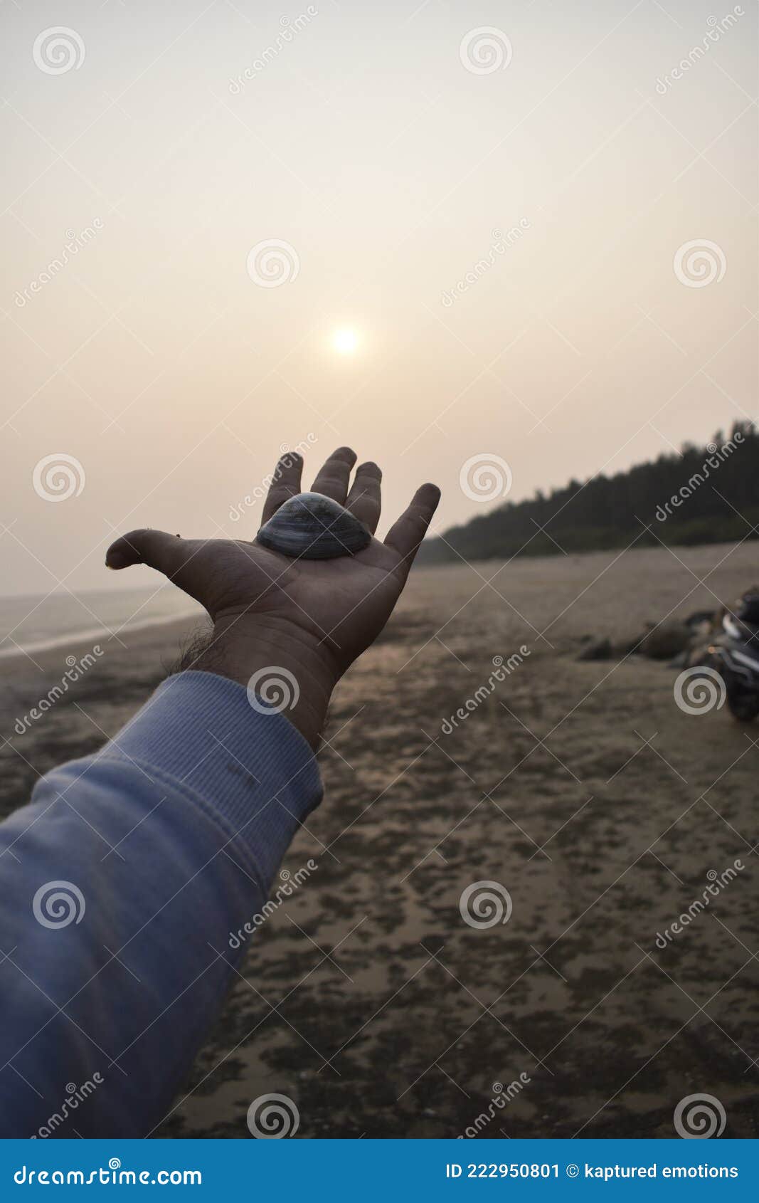 Shell in my hand stock image. Image of light, person - 222950801