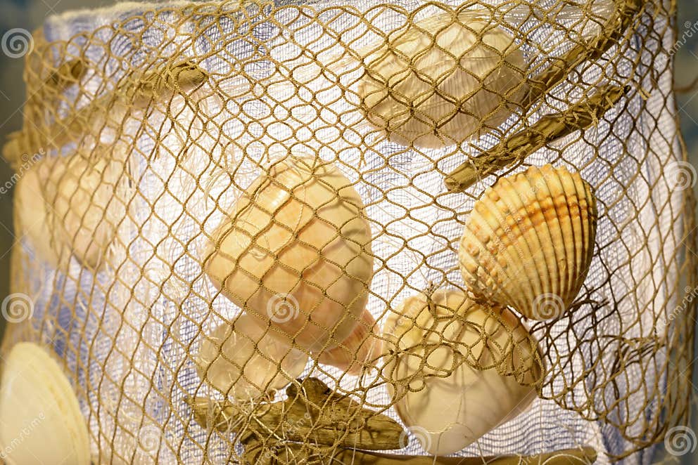 Shell and net stock photo. Image of nature, seashell - 61506284
