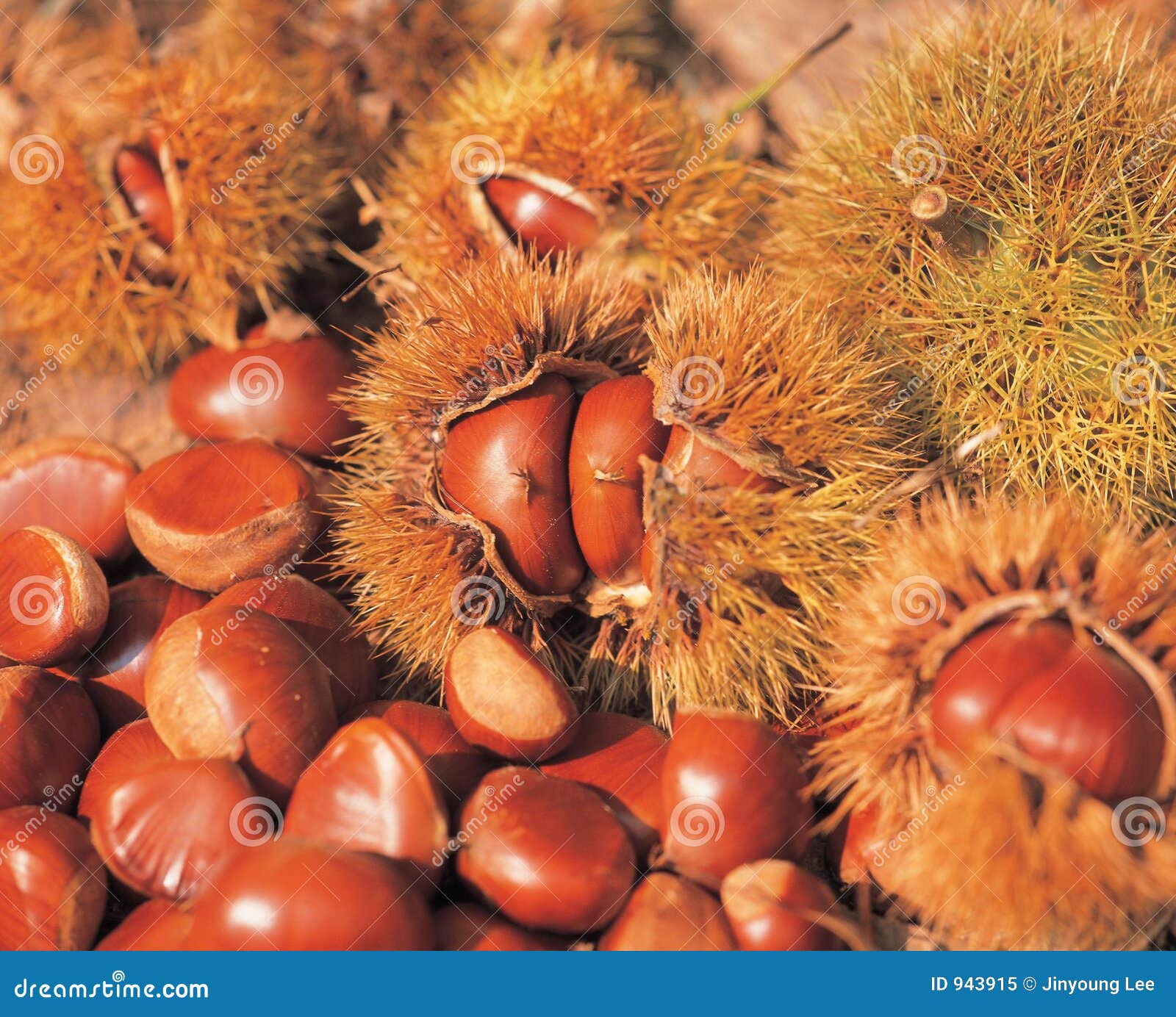 Shell and Nut stock image. Image of outdoor, autumn, shell - 943915