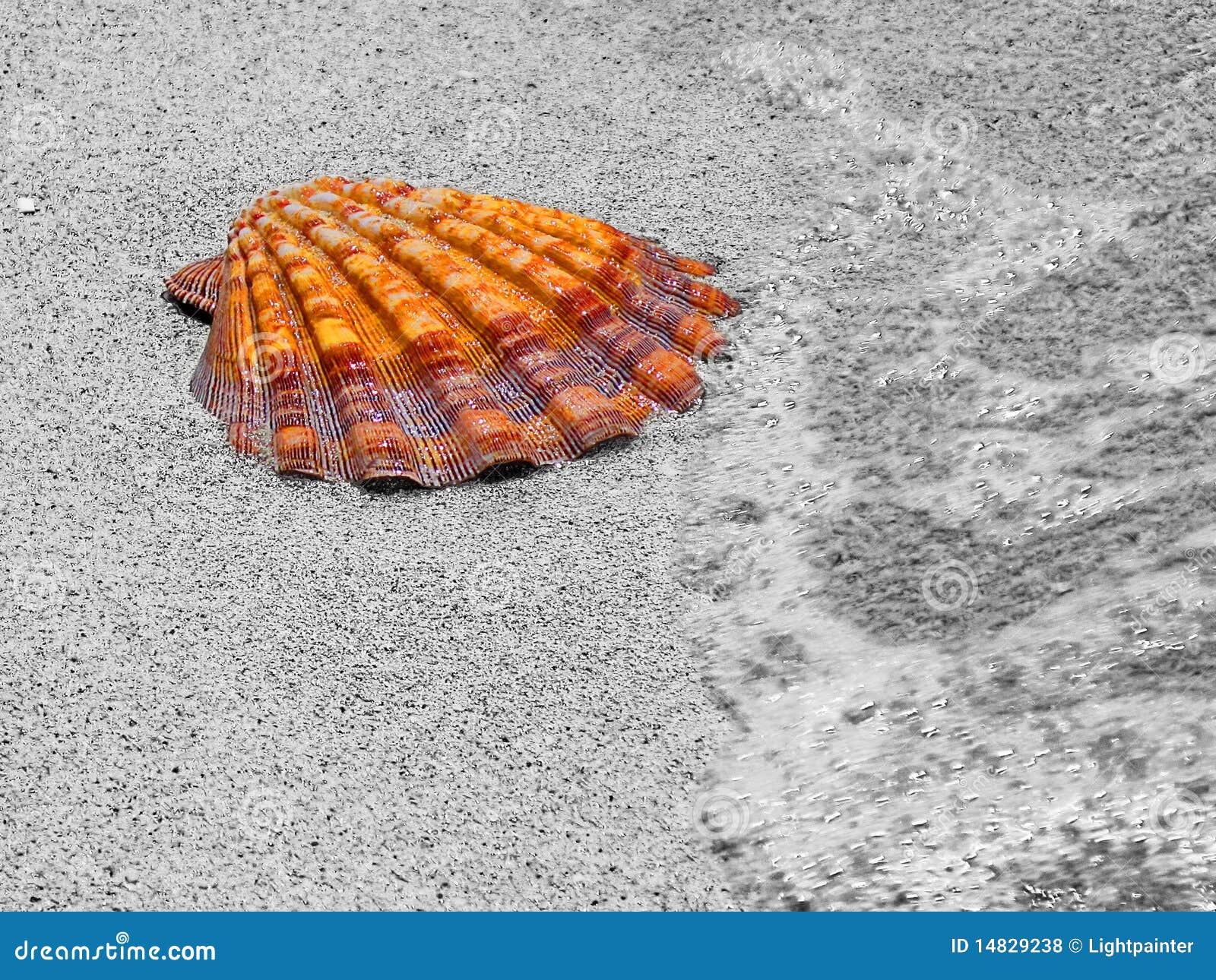 Shell in ocean stock photo. Image of marine, sand, summer - 14829238