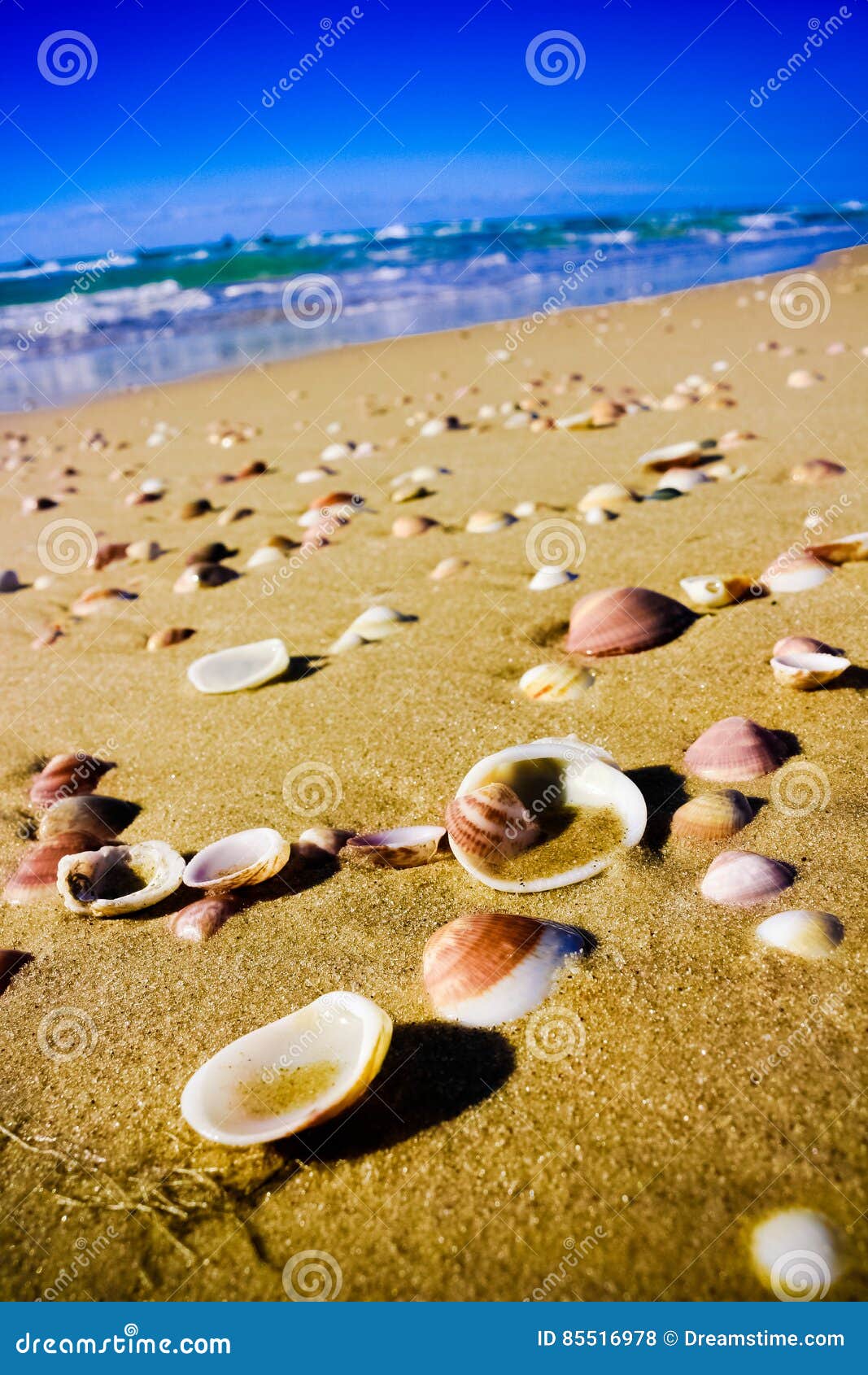 Shell stock photo. Image of seashells, sand, shells, ocean - 85516978