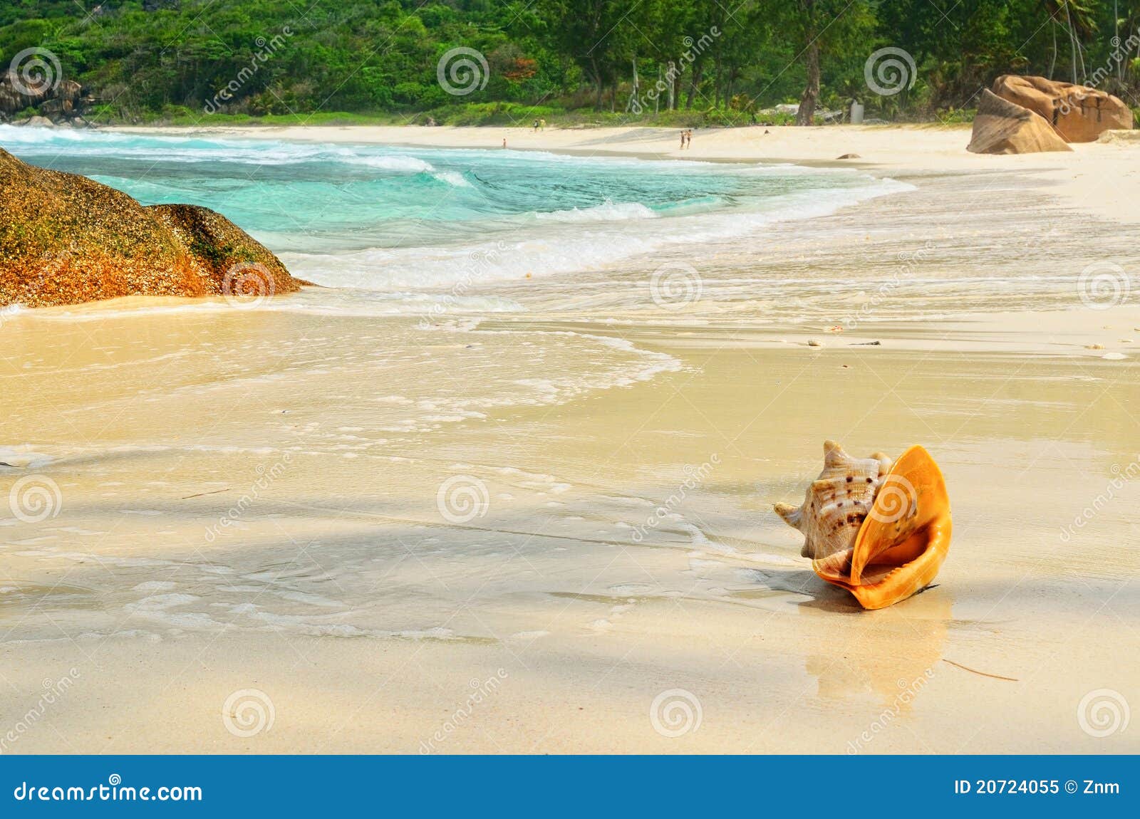 Shell on the ocean shore stock image. Image of idyllic - 20724055
