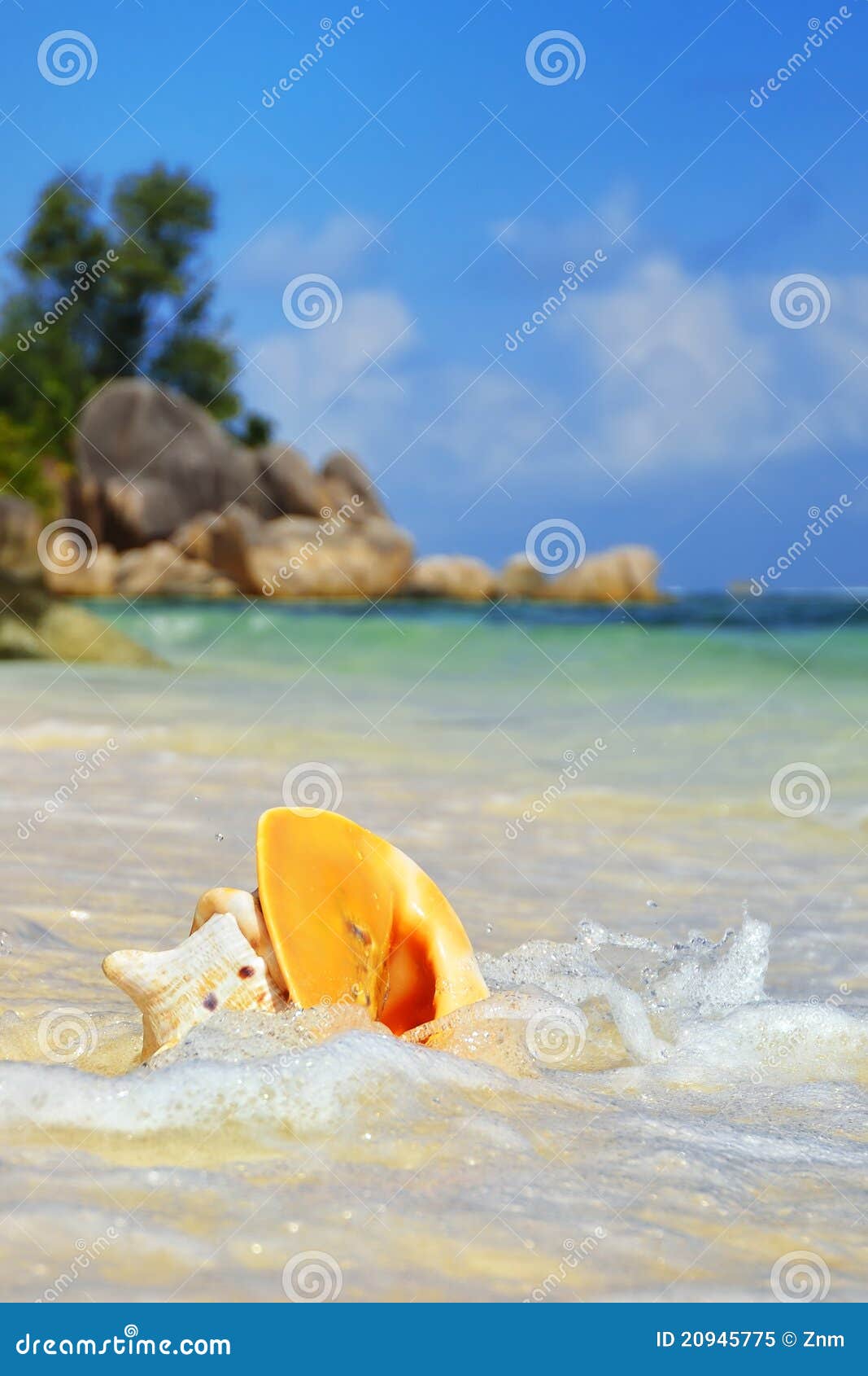 Shell on the ocean shore stock image. Image of colorful - 20945775