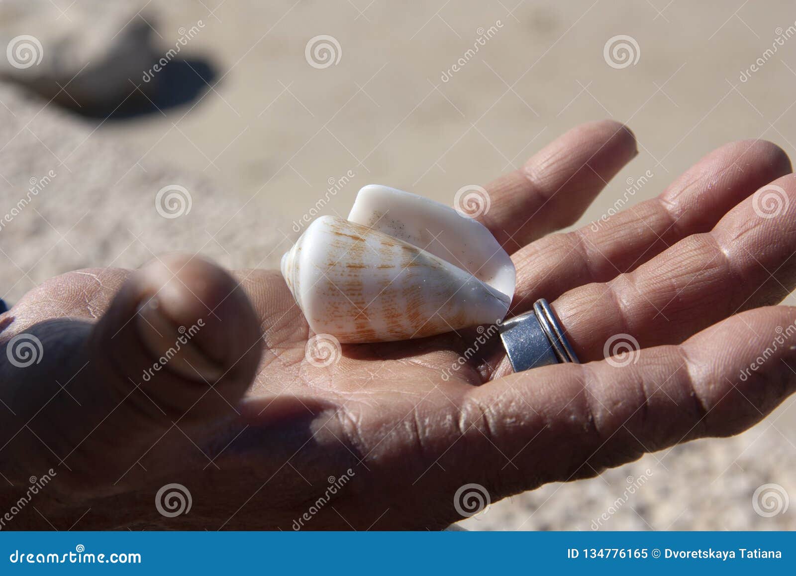 Shell on the Old Man`s Palm Close-up Stock Image - Image of hand, life ...