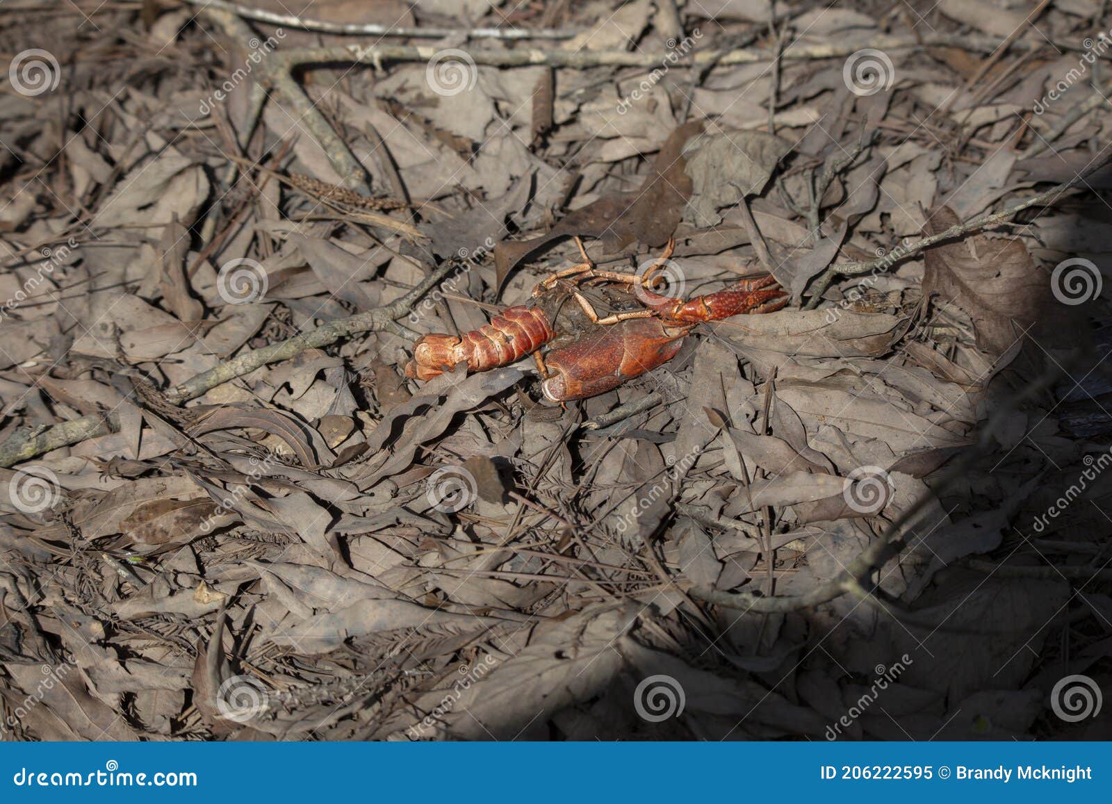 Crawfish Shell on the Ground Stock Image - Image of empty, beauty ...