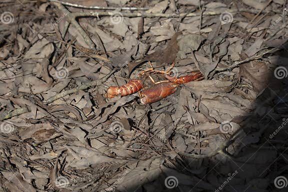 Crawfish Shell on the Ground Stock Image - Image of empty, beauty ...