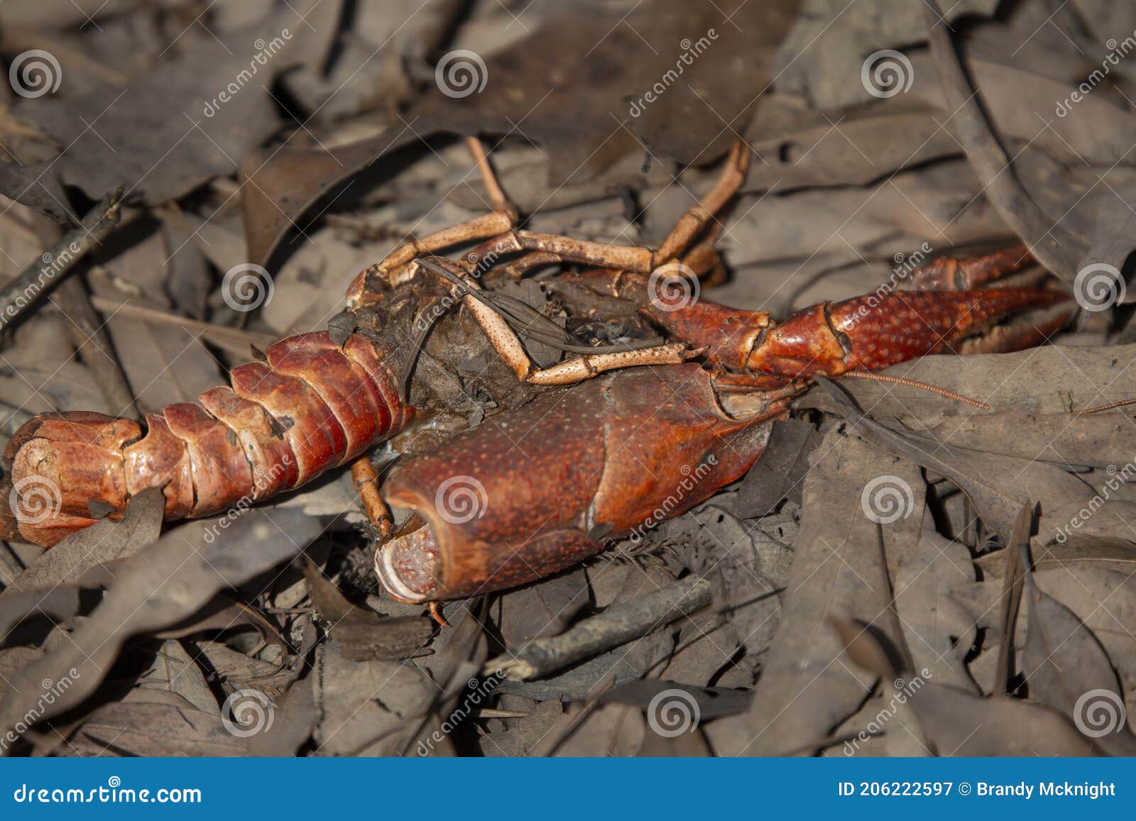 Crawfish Shell on the Ground Stock Image - Image of freshwater ...
