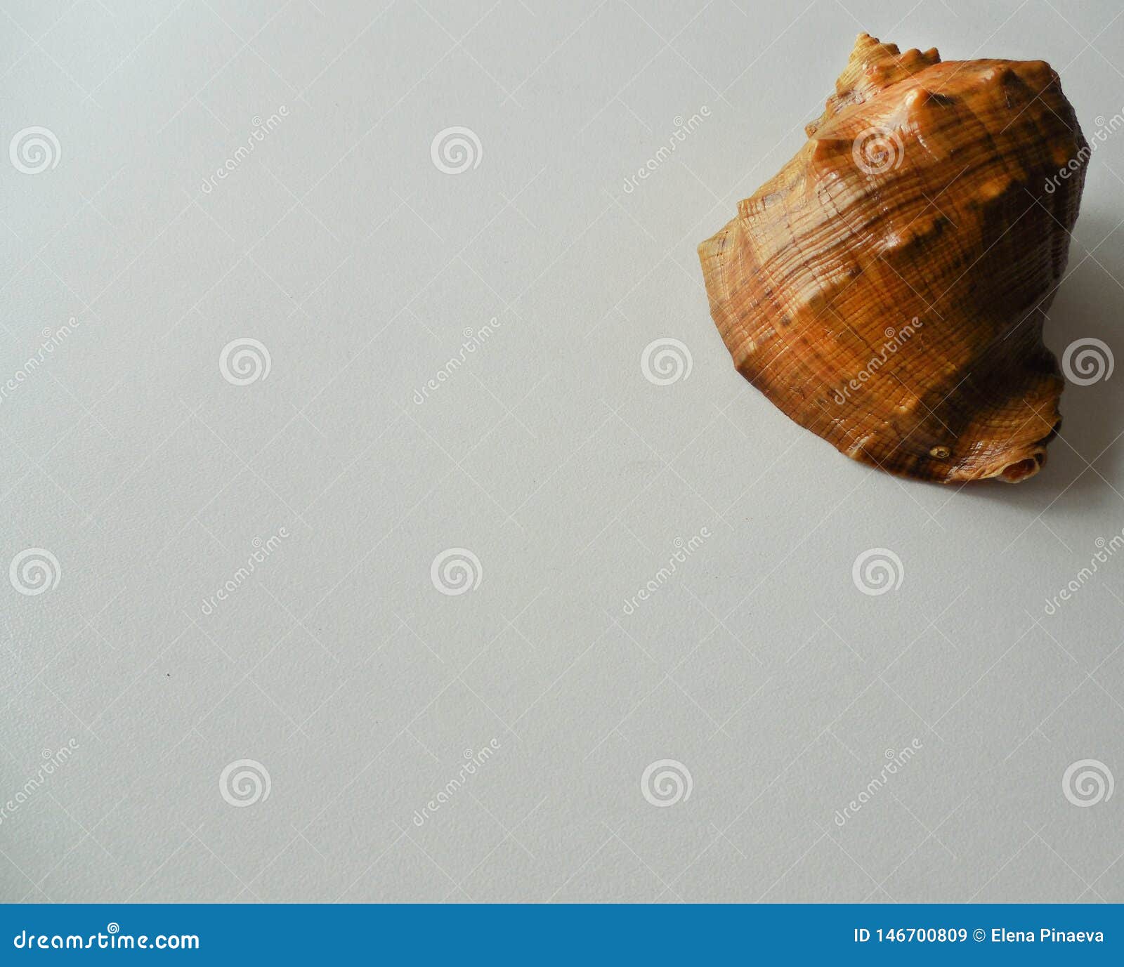 Shell One in the Right Corner of the Image Stock Image - Image of brown ...